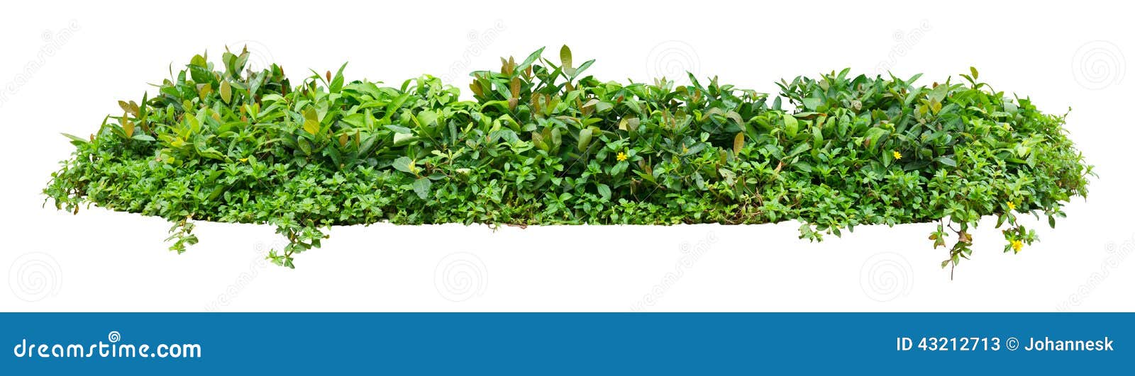 Green shrub stock image. Image of plant, hedge, shrub - 43212713
