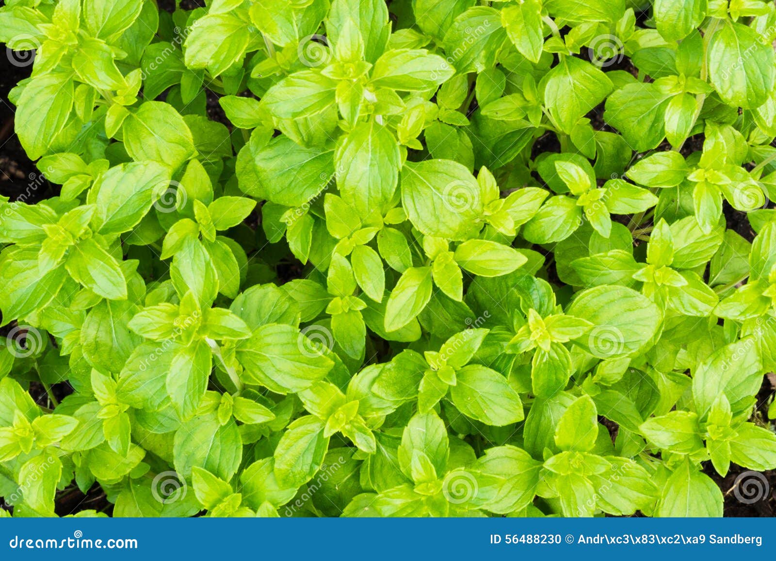 Green Shrubbery stock photo. Image of cultivation, beauty - 56488230