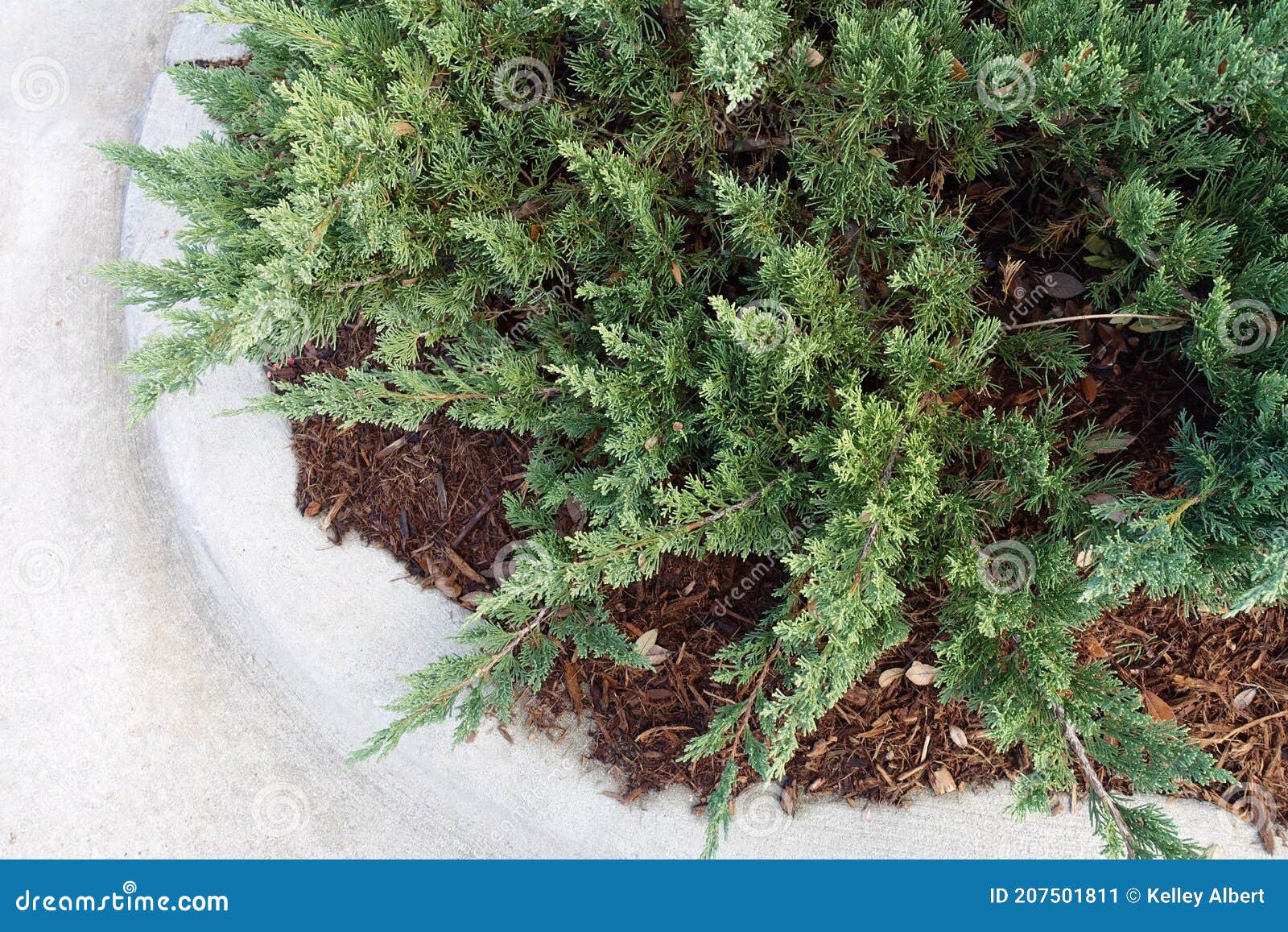 Shrubbery on a White Corner Curb Stock Image - Image of shrubbery ...