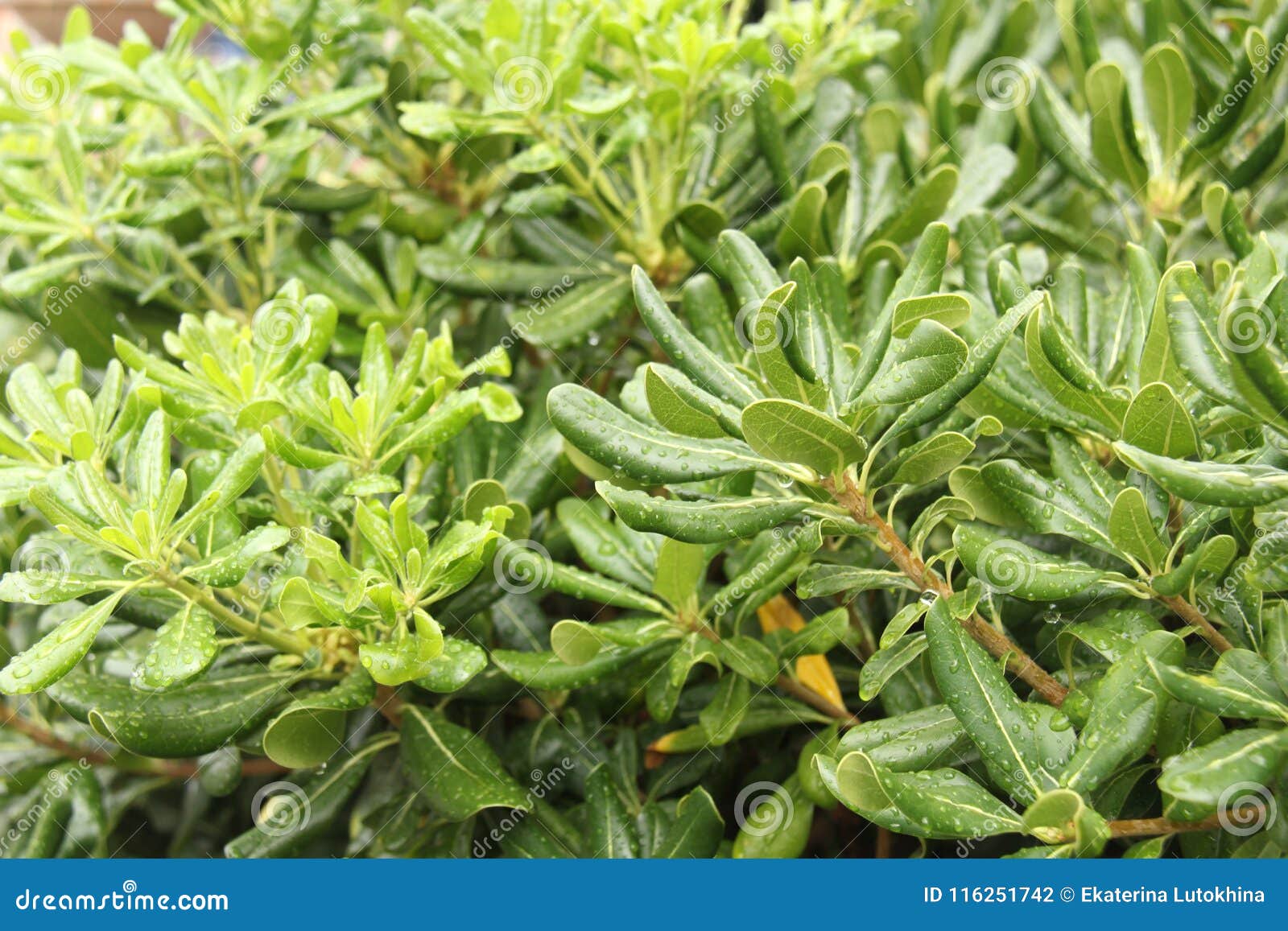 Green Shrubs, Green Background of Leaves Stock Photo - Image of ...