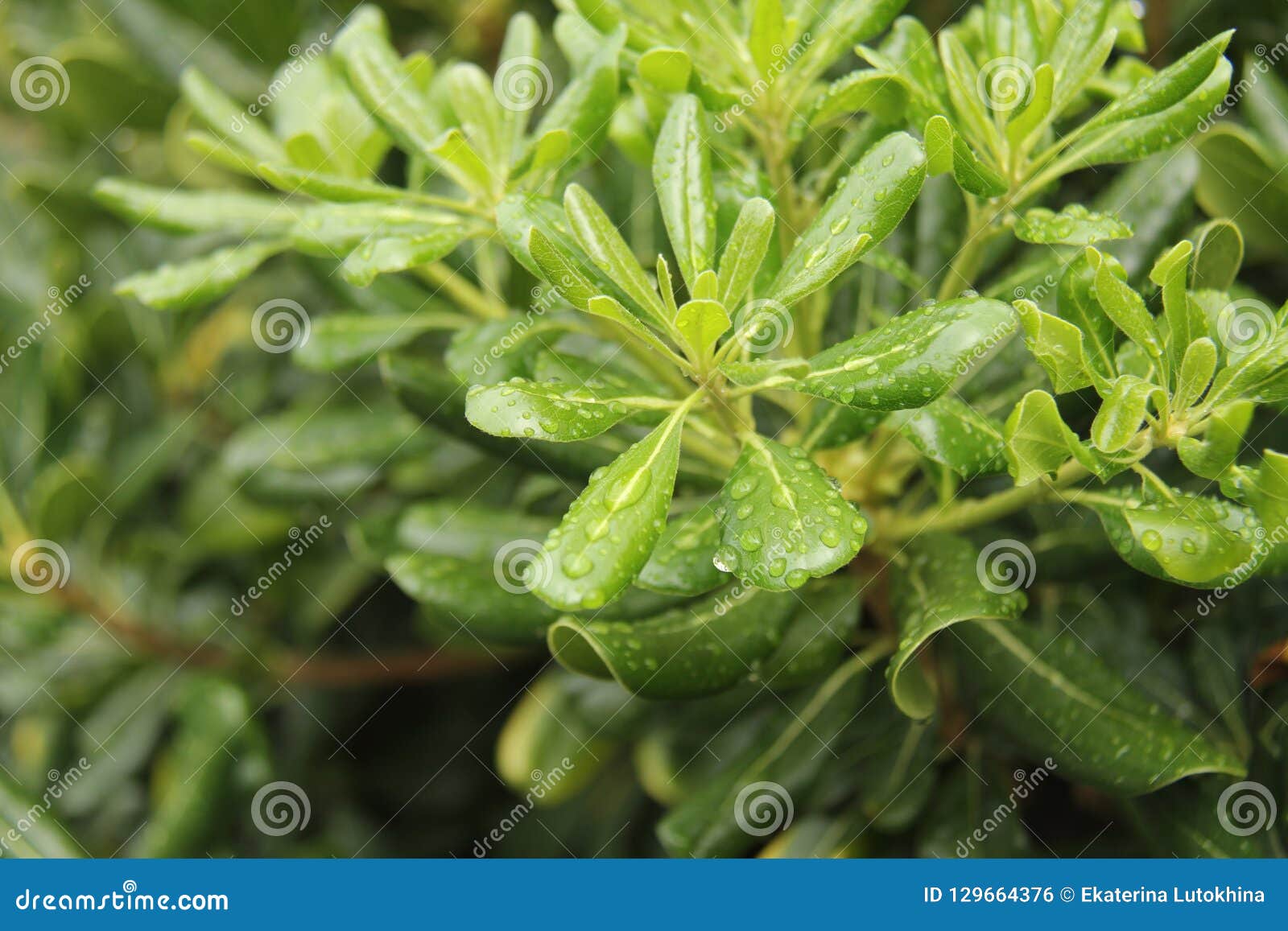 Green Shrubs, Green Background of Leaves Stock Photo - Image of ...