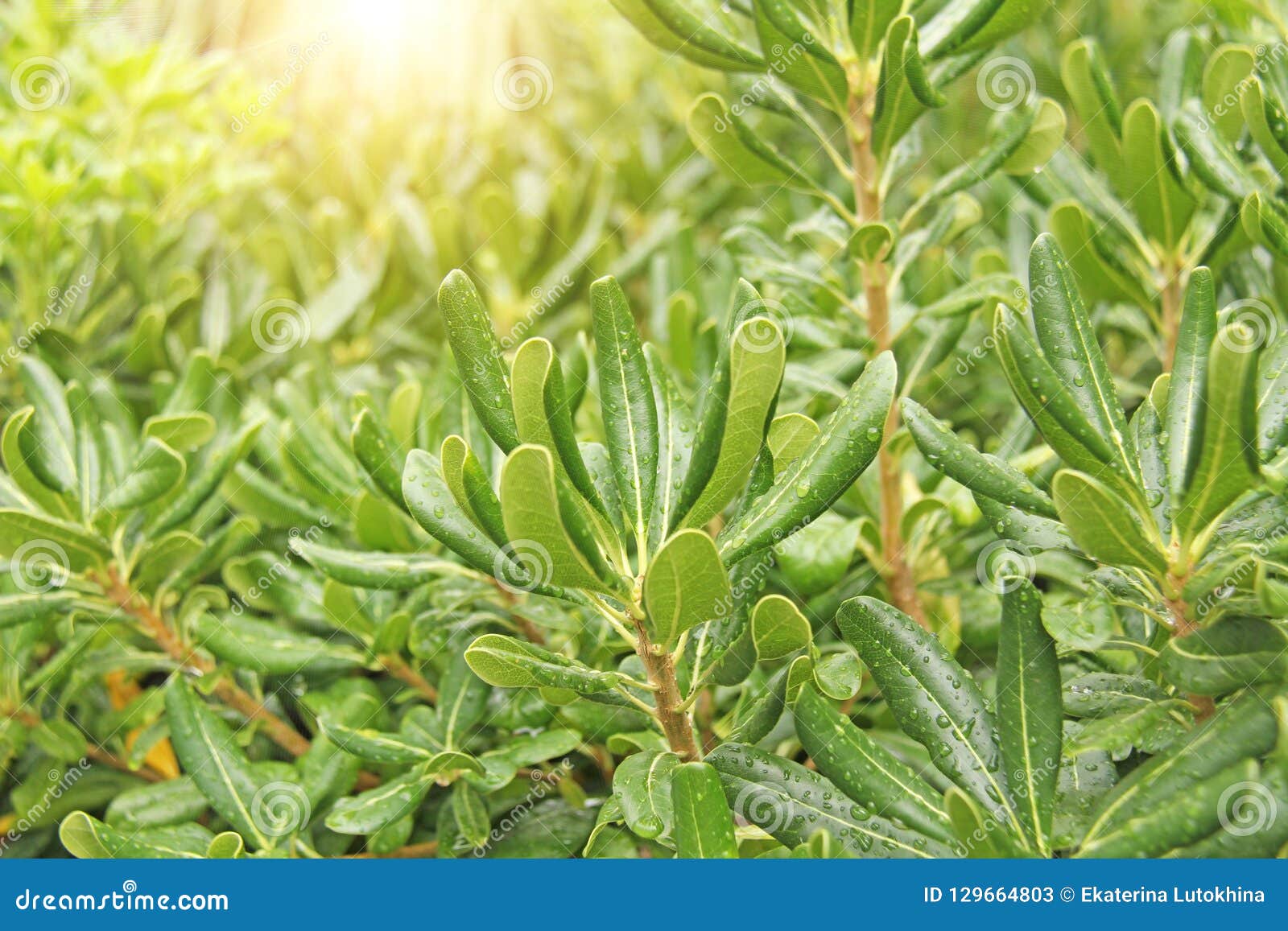 Green Shrubs, Green Background of Leaves Stock Image - Image of ground ...