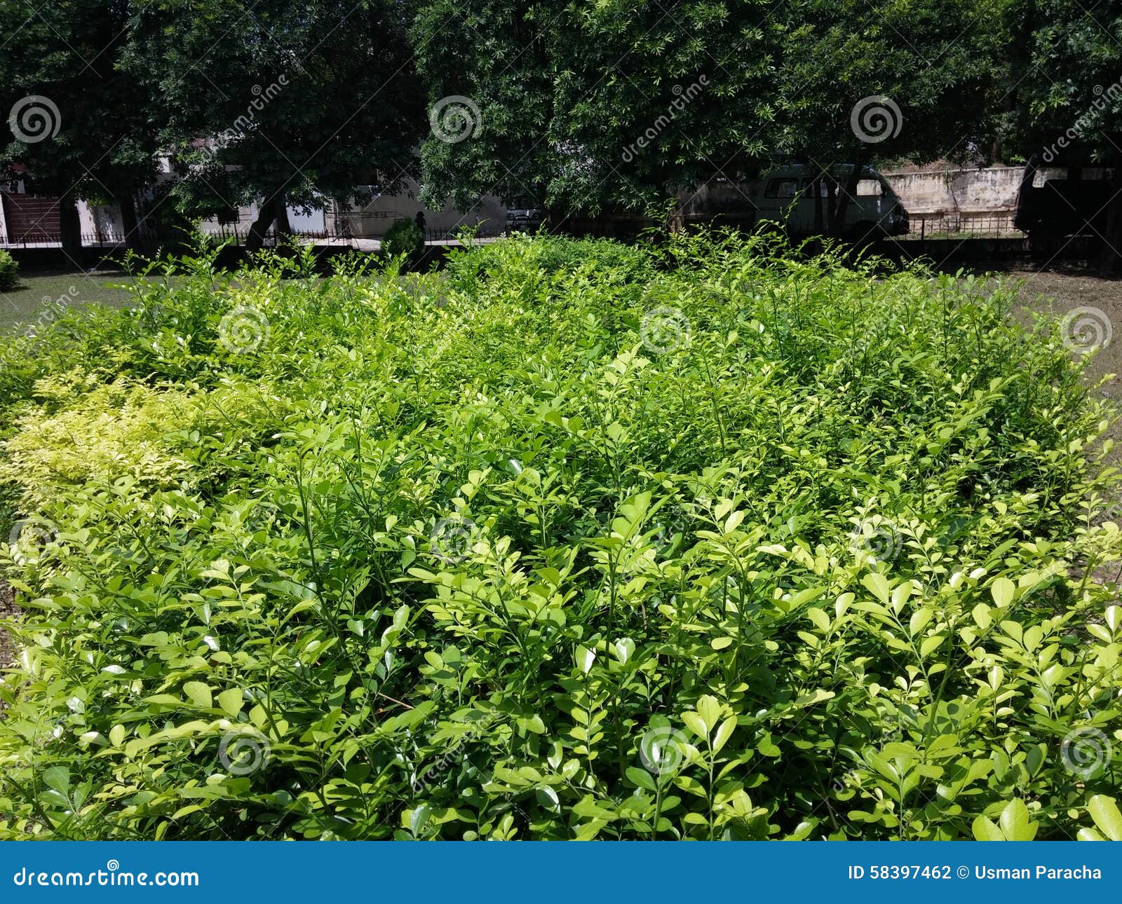 Green shrubs stock photo. Image of garden, shrubs, nature - 58397462