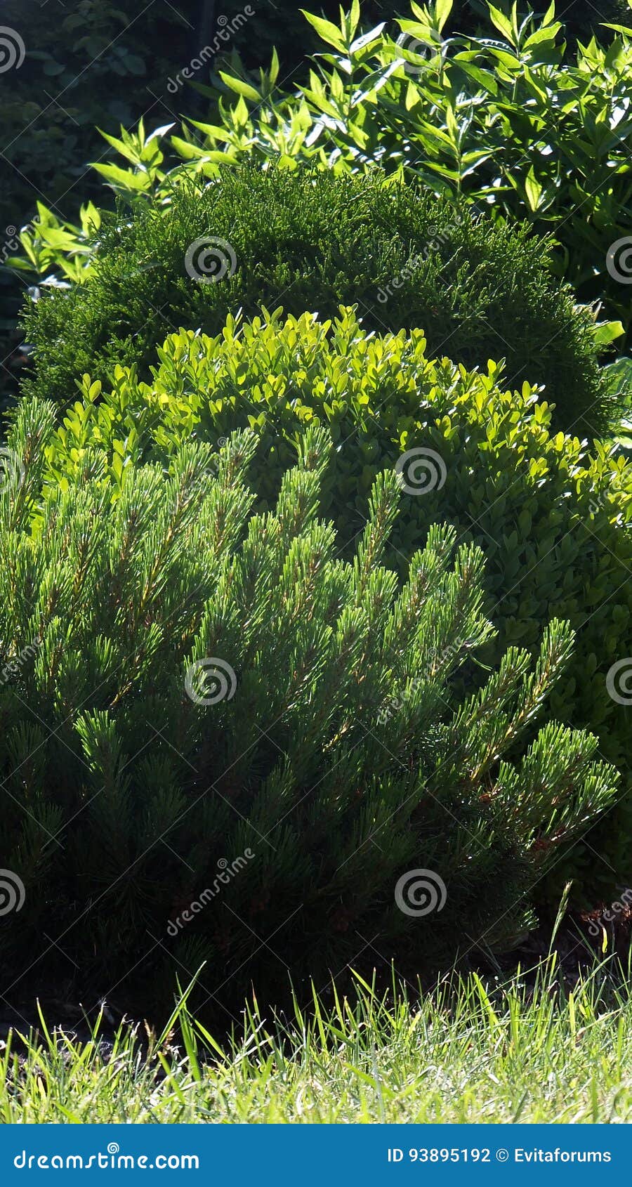 Green shrubs stock photo. Image of shrubs, shrubbery - 93895192
