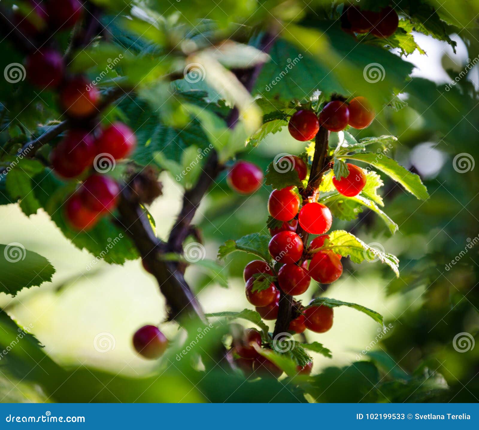 Green Shrubs with Red Berries, Currants on Branches Stock Image - Image ...