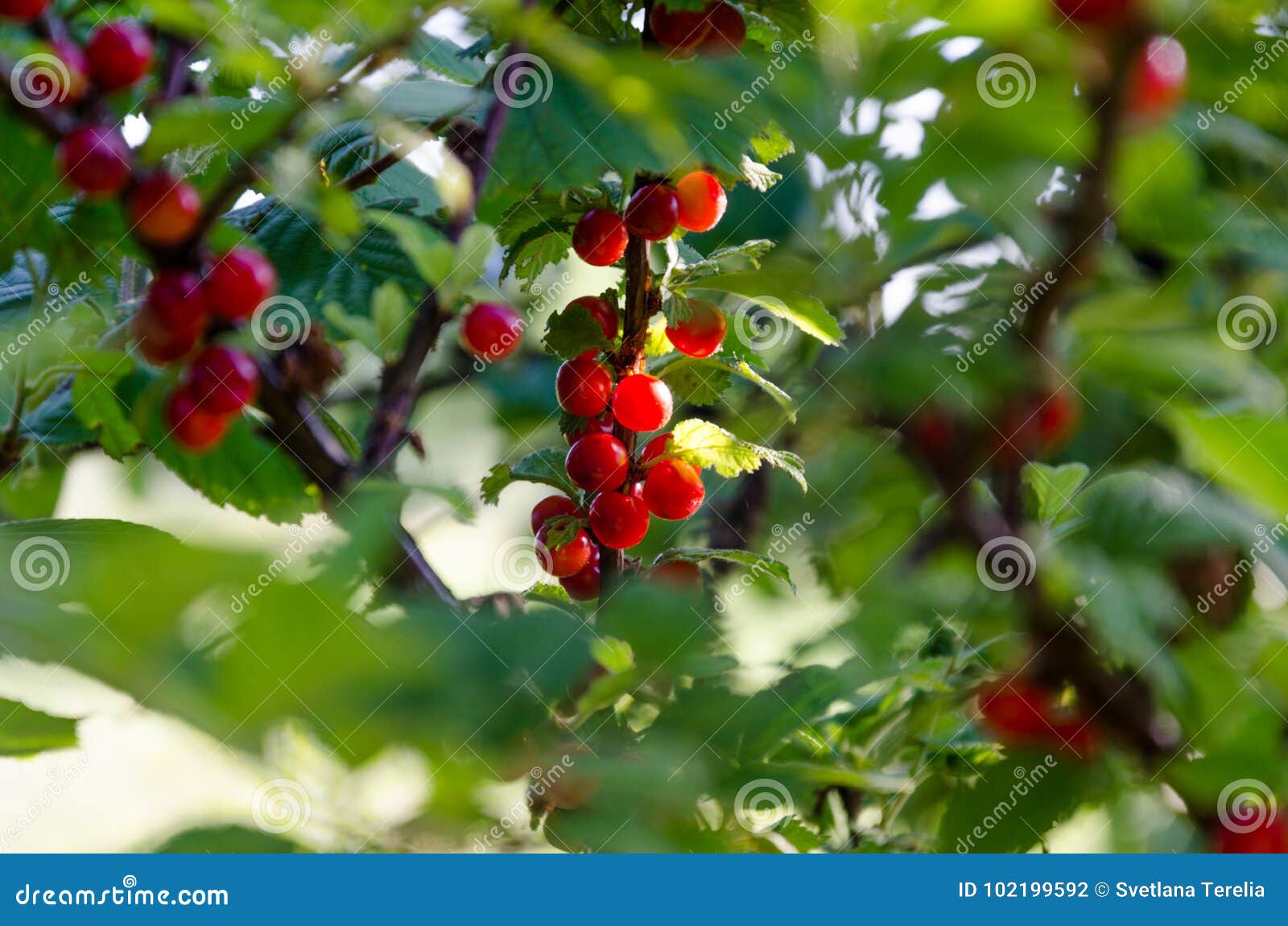 Green Shrubs with Red Berries, Currants on Branches Stock Photo - Image ...