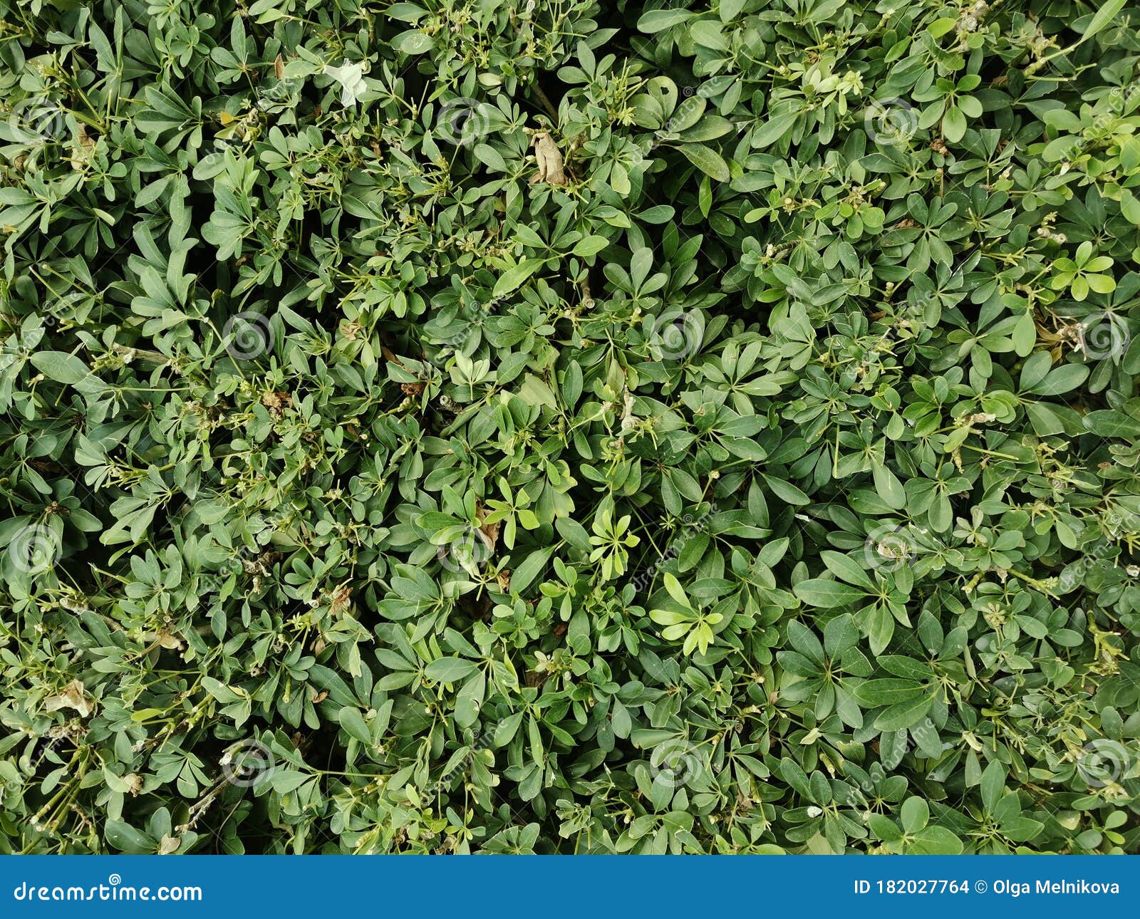 A Green Shrubs Texture Close Up View Stock Photo - Image of background ...