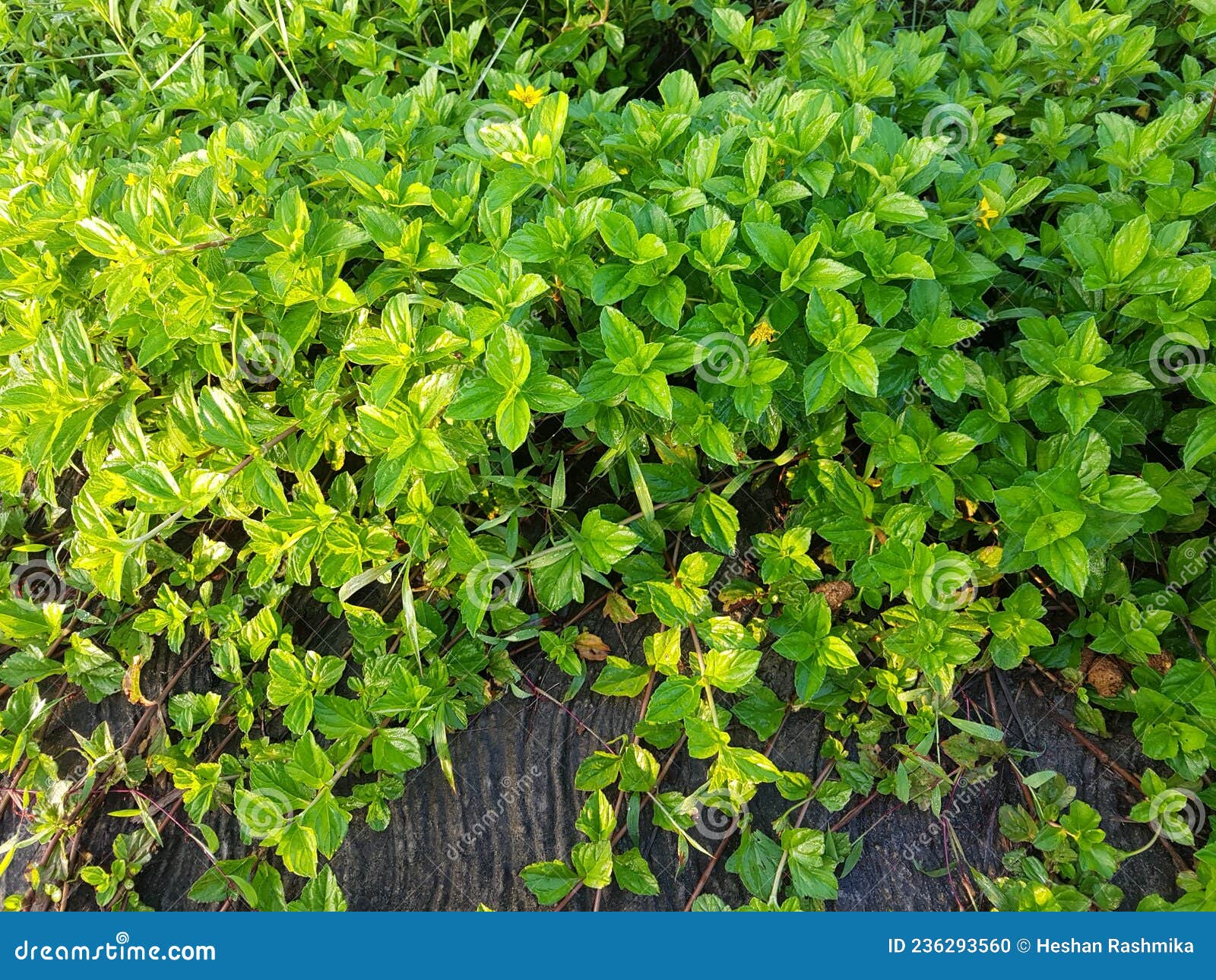 Green Bush. Seamless Tileable Texture. Stock Photo - Image of floral ...