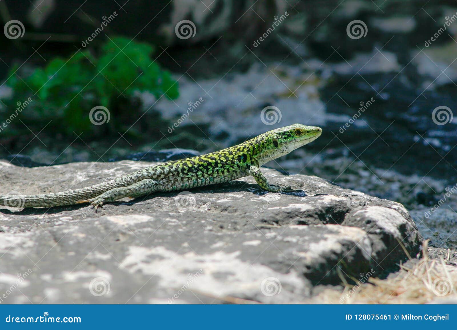 Sicilian Wall Lizard stock image. Image of nature, natural - 128075461