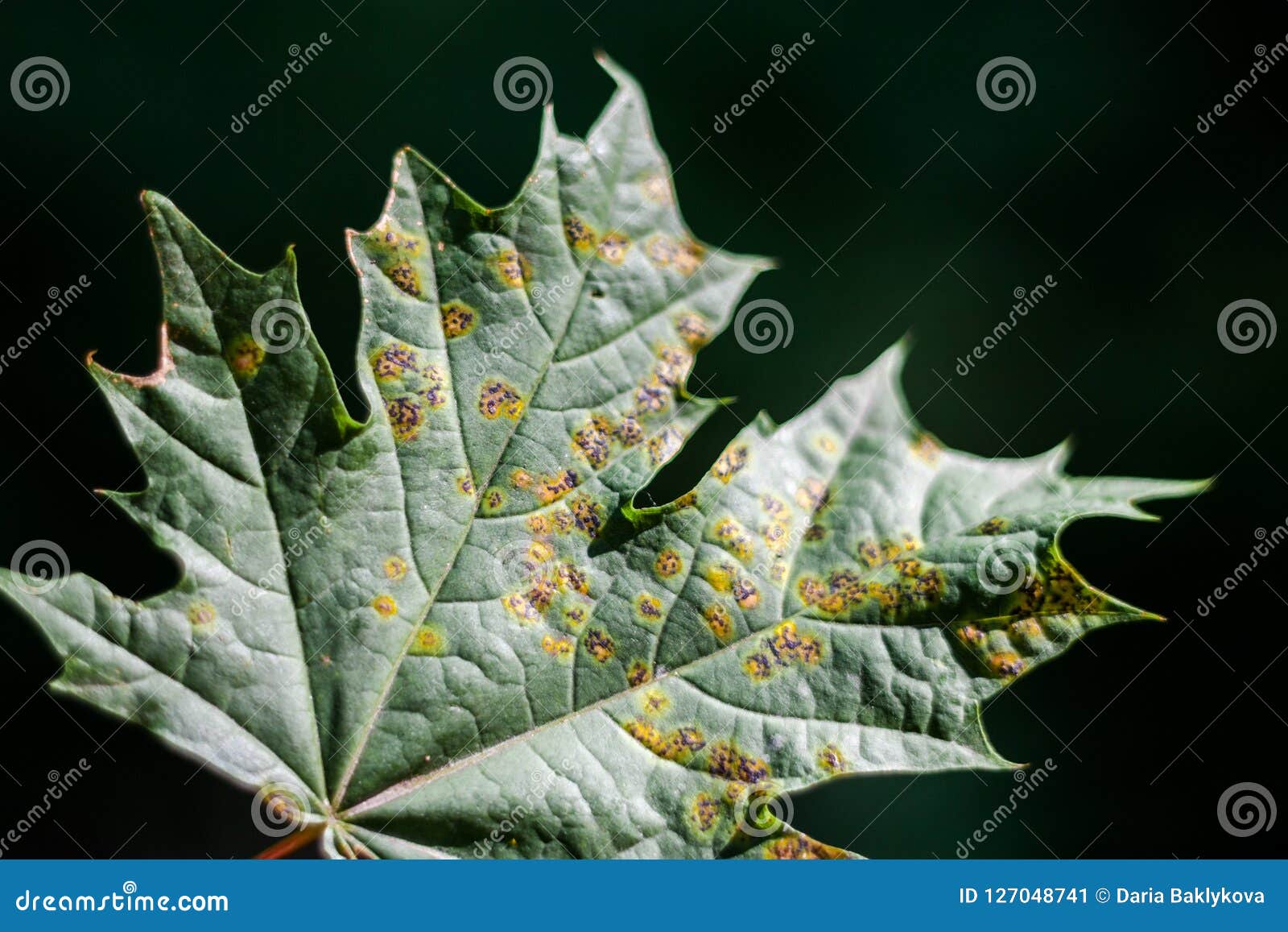 Sick Leaf Stock Image | CartoonDealer.com #127048741