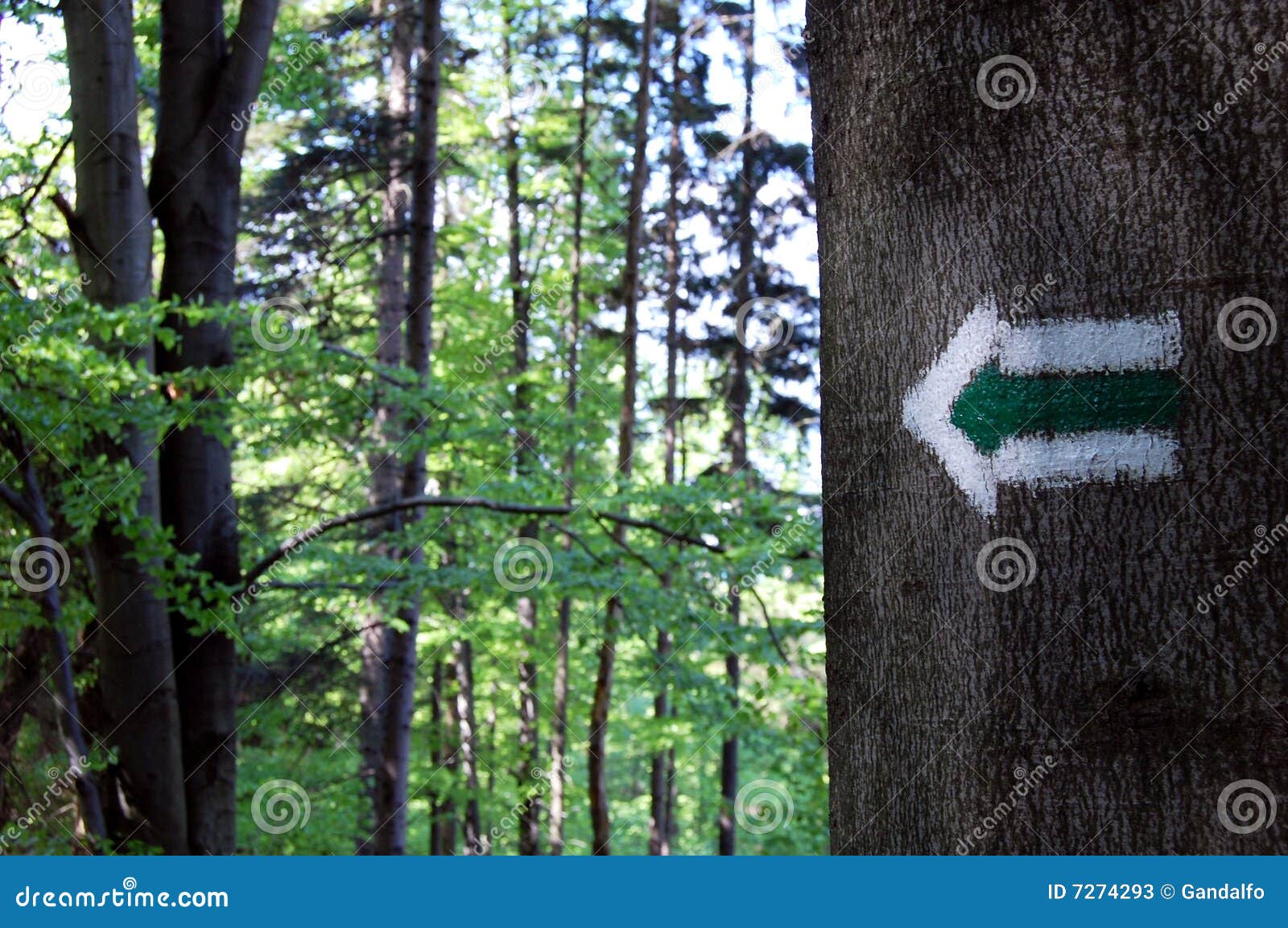 Green sign on the tree stock image. Image of tree, arrow - 7274293
