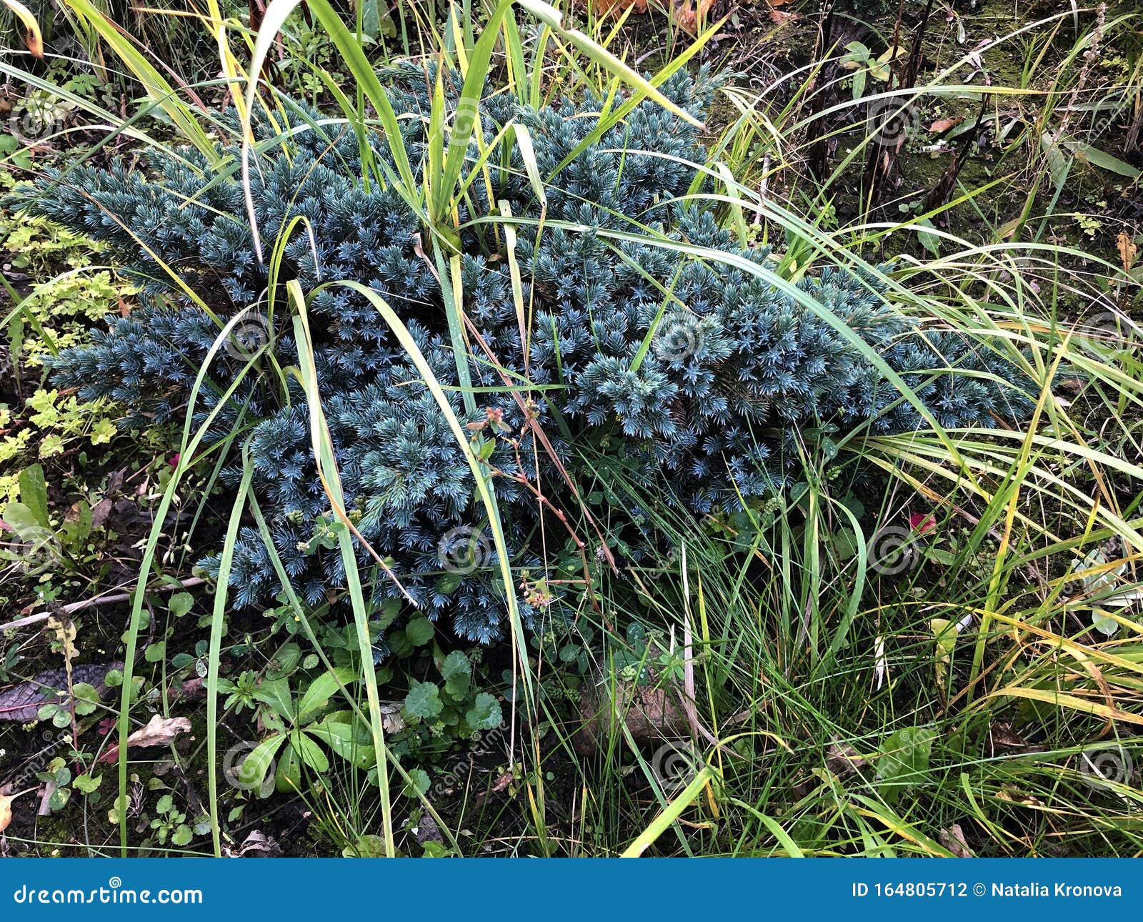 Green Silver Creeping Juniper with Long Grass, Background.Juniper ...