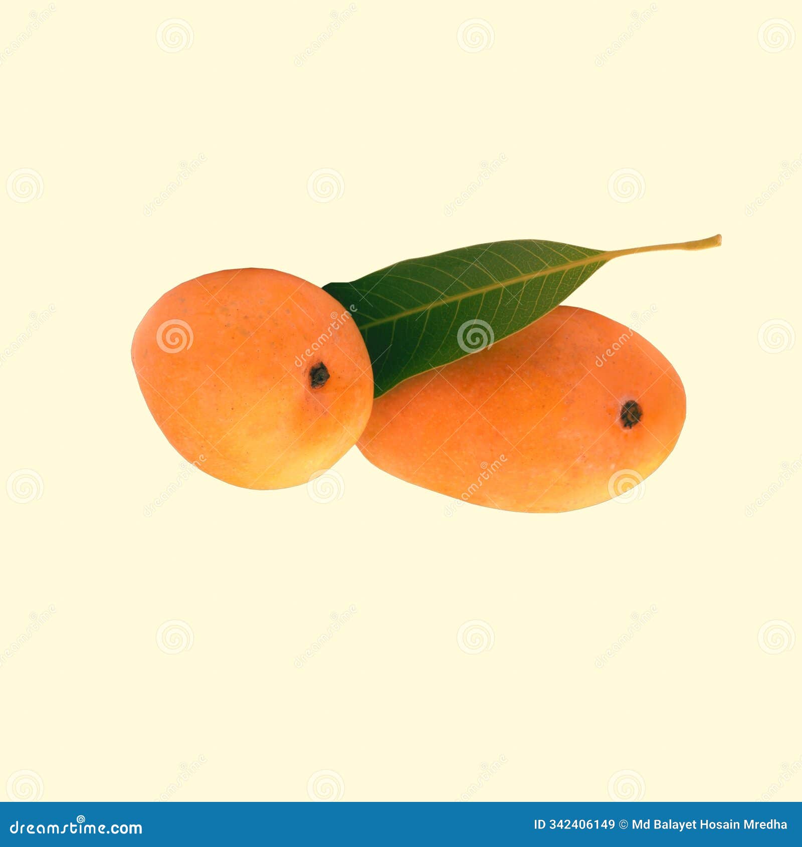 Fresh Mangoes with Leaf on Light Background Stock Illustration ...