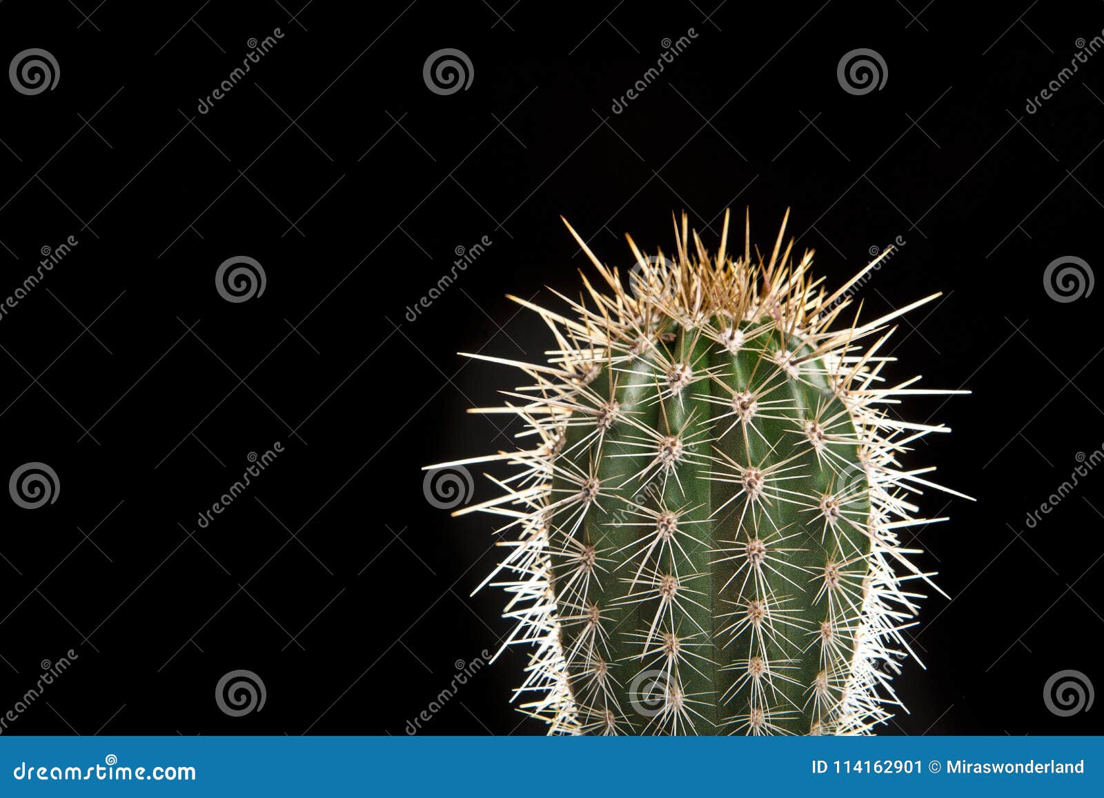 Green Single Cactus on a Black Background Stock Image - Image of single ...