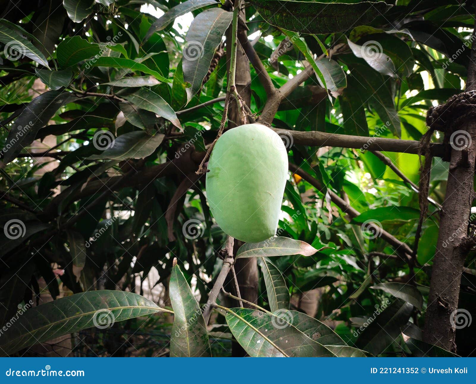 Green Single Mango on Tree, Asian Monsoon Food Mango Stock Photo ...