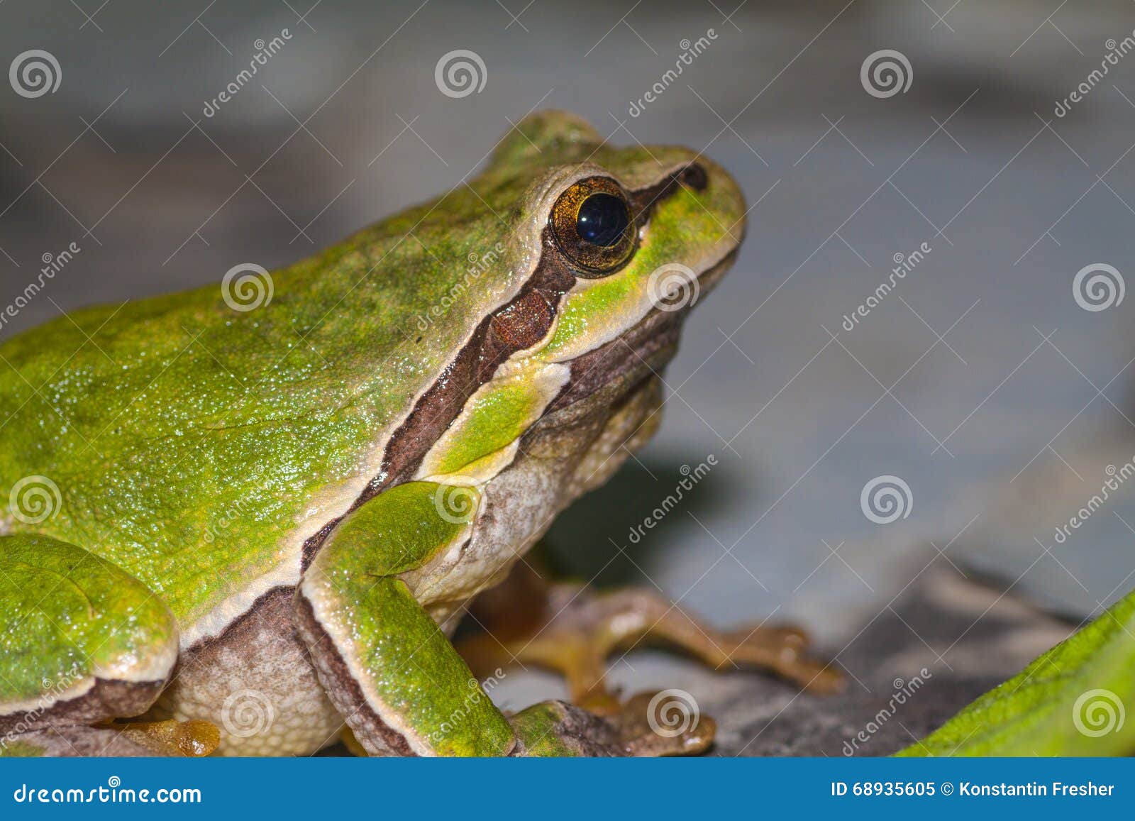 Green sitting frog stock image. Image of sclera, nature - 68935605