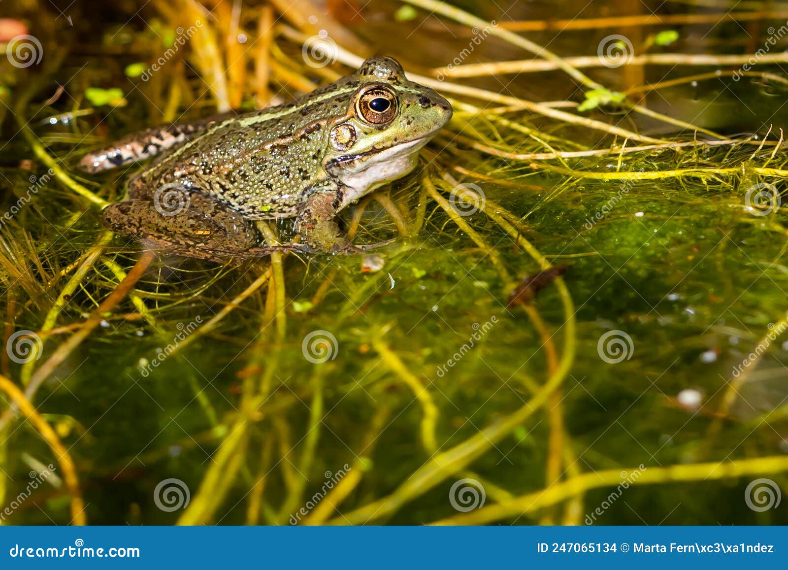Green-skinned Frog Resting in the Sun on a Green Leaf. Stock Photo ...