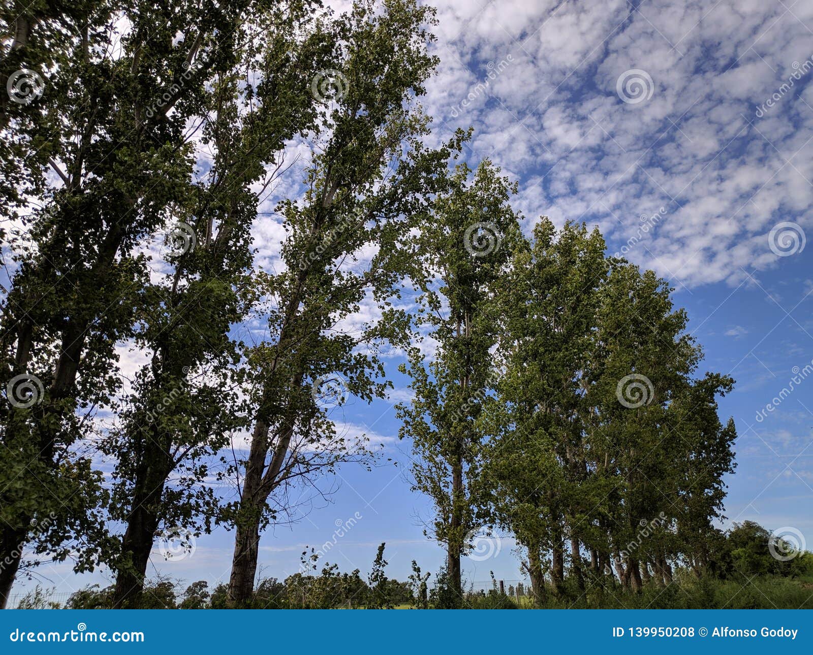 Trees in line stock photo. Image of green, forest, line - 139950208