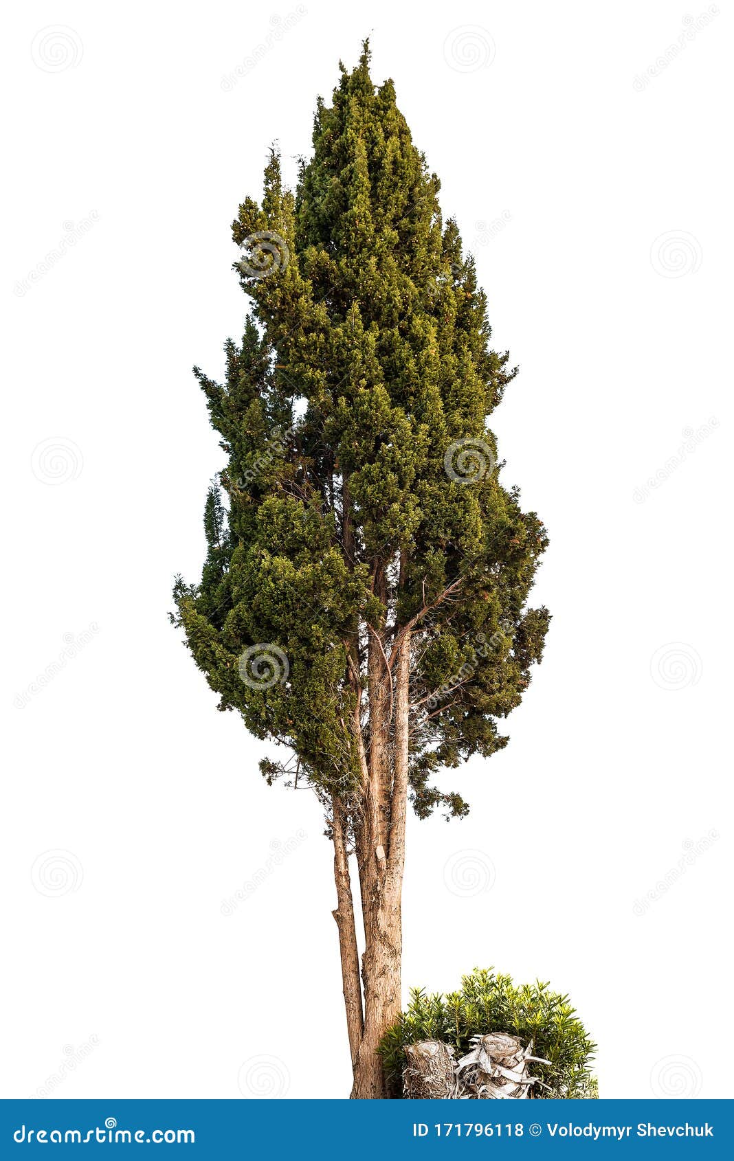Green Slender Cypress on White Stock Photo - Image of trunk, tree ...