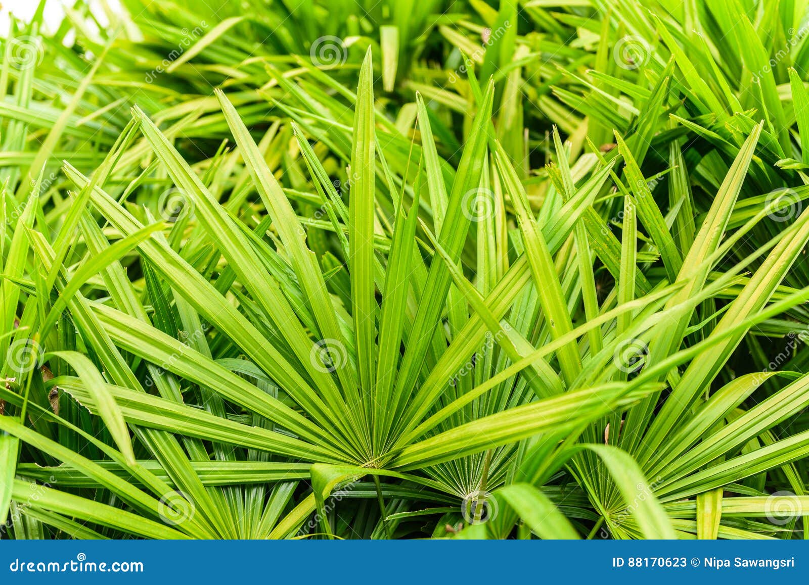 Green Slender Lady Palm Tree Stock Image - Image of bright, natural ...