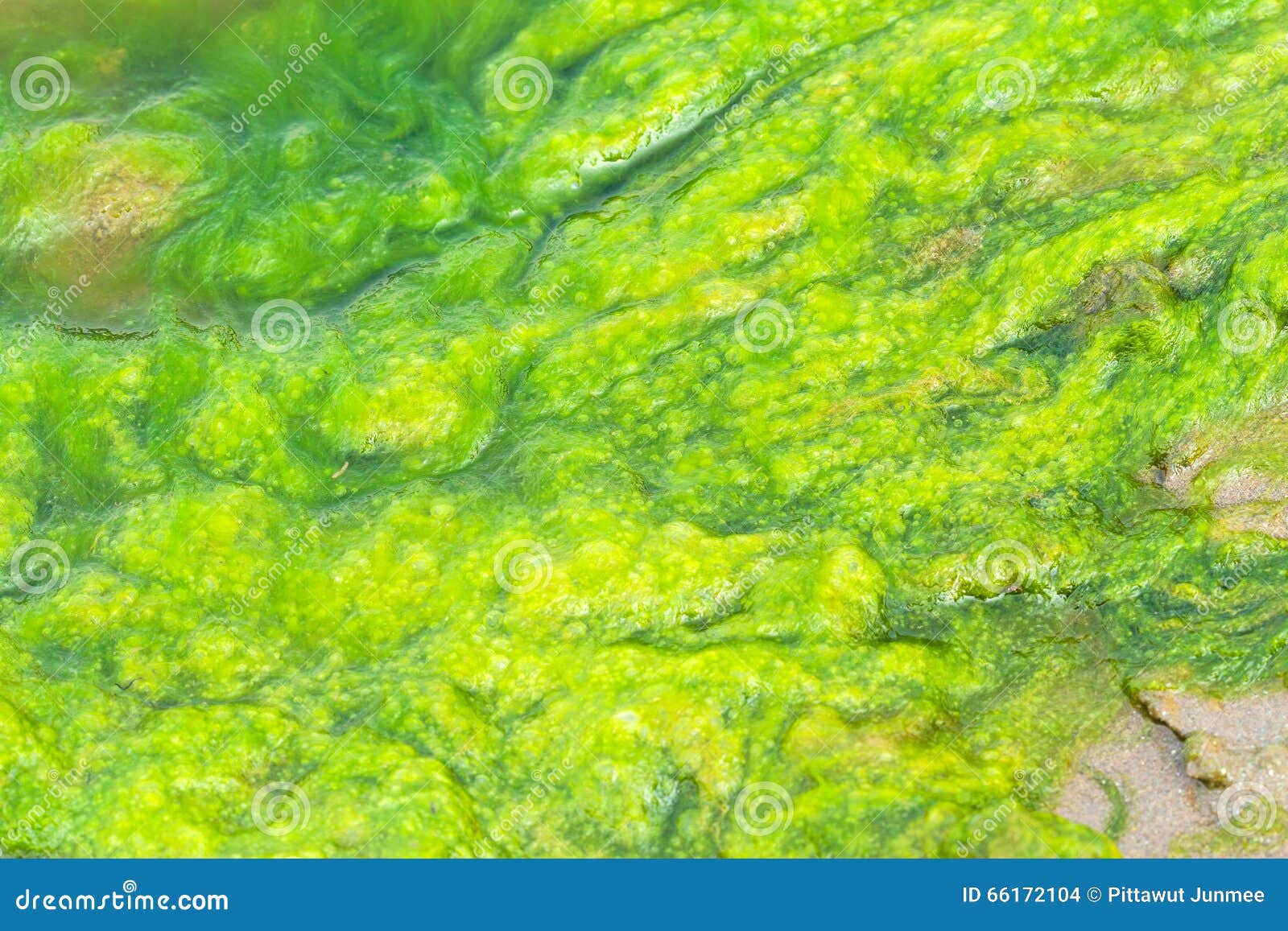 Green Slime from Algae in Lake Stock Photo - Image of flexibility ...