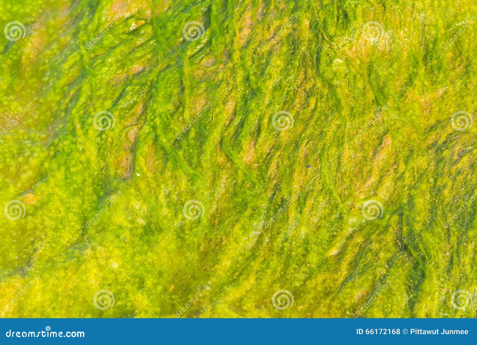Green Slime from Algae in Lake Stock Photo - Image of flexibility ...