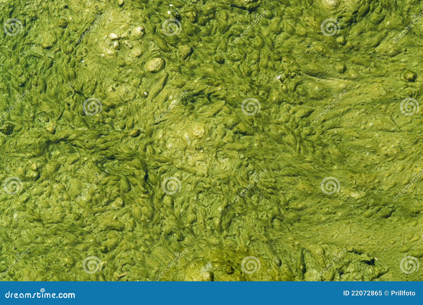 Green Slime with Small Bubbles Stock Image - Image of close, fluid ...