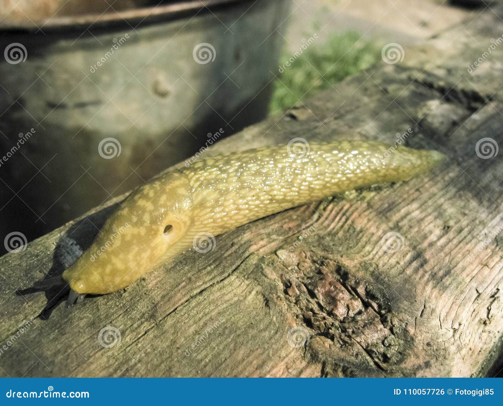 A Green Slug on a Wooden Board. Stock Photo - Image of animal, food ...