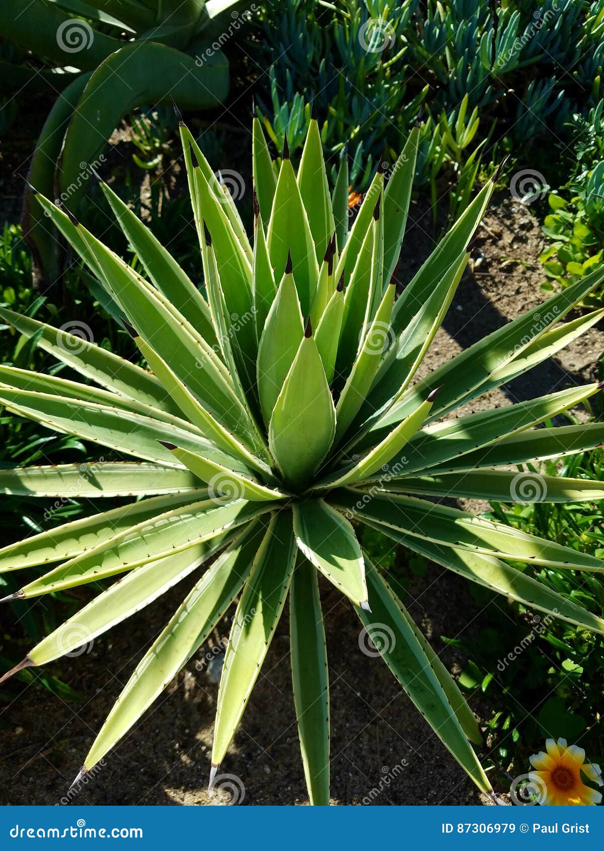Green small aloe plant stock image. Image of background - 87306979