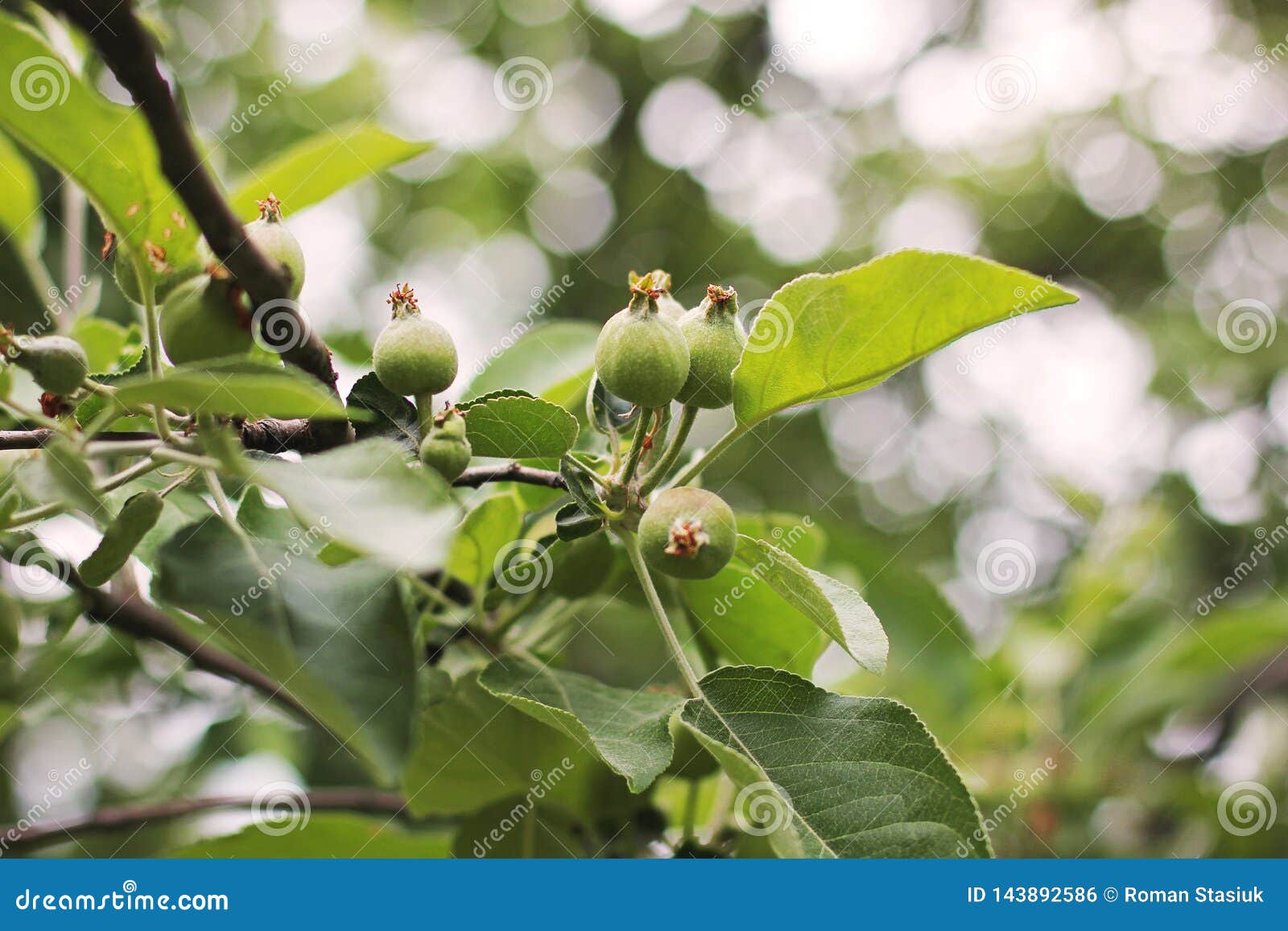 Green Small Apples on a Tree Stock Photo - Image of baby, apple: 143892586