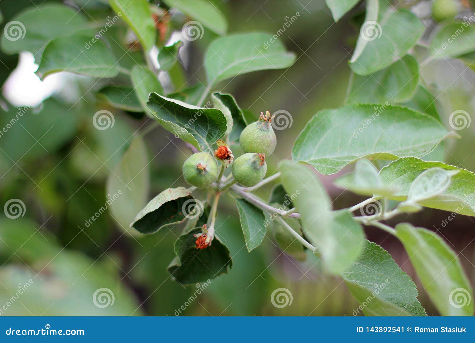 Green Small Apples on a Tree Stock Image - Image of lifestyle, small ...