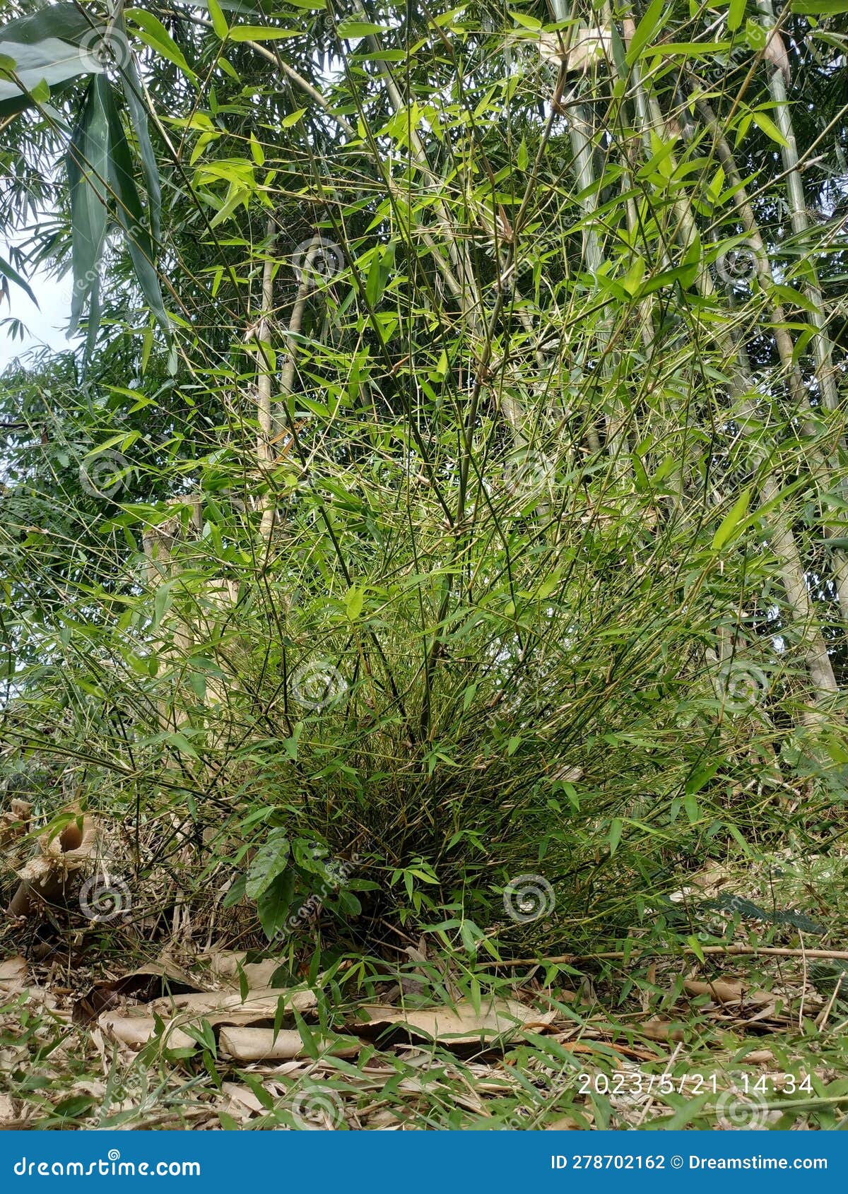 Green small bamboo tree stock photo. Image of bamboo - 278702162