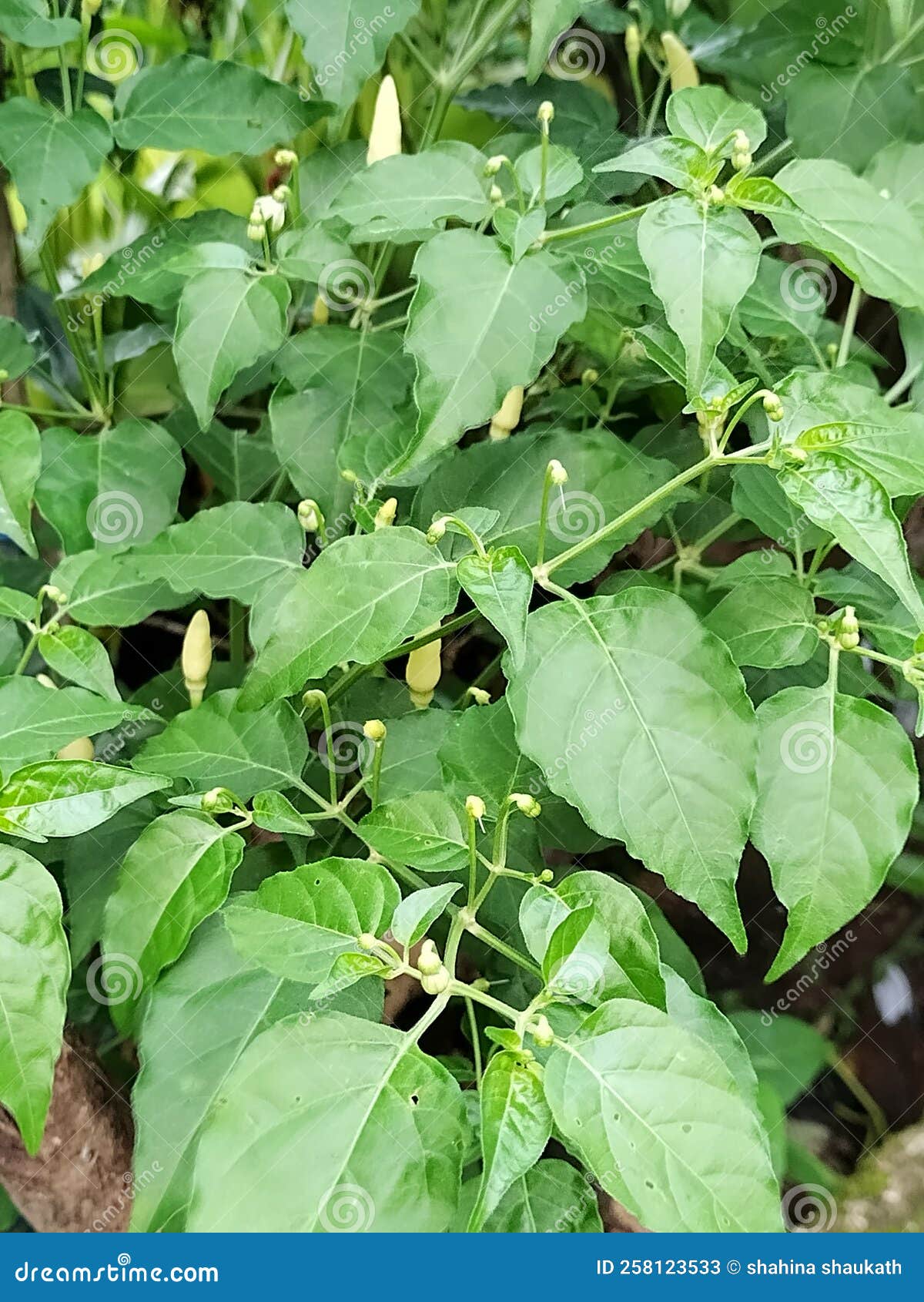 Green small chillies stock image. Image of green, vegetable - 258123533
