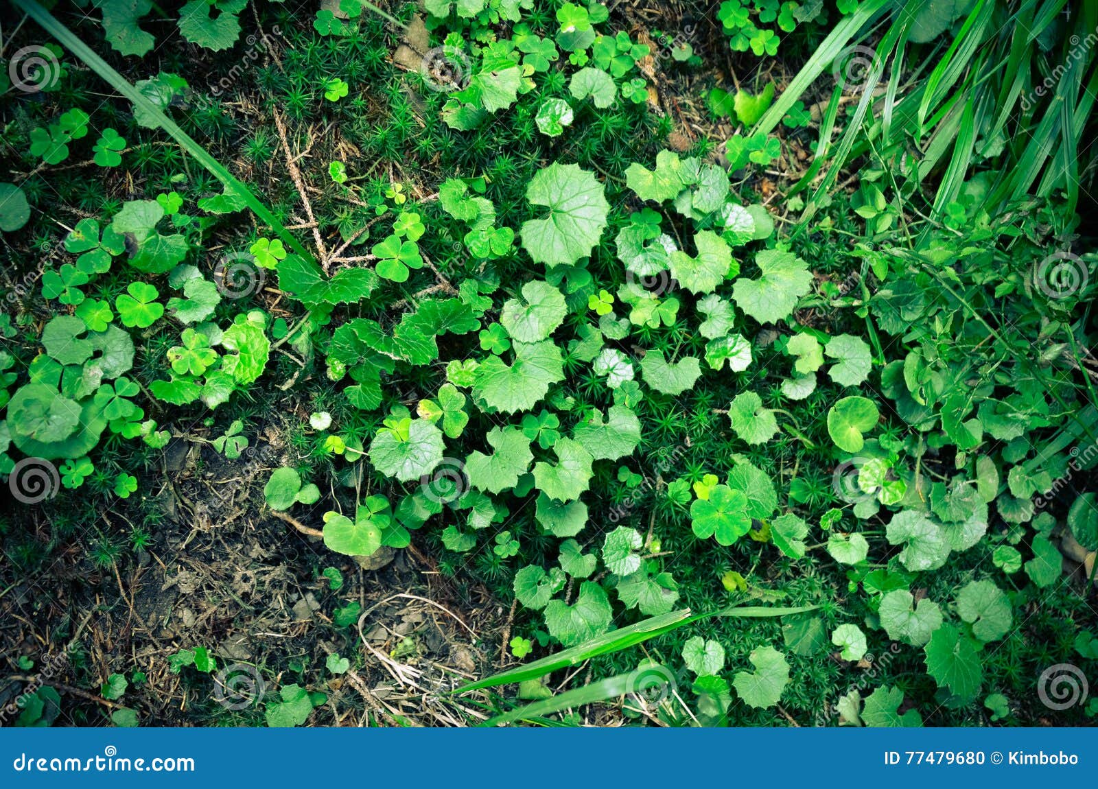 Green Small Forest Plants Texture Stock Photo - Image of fresh, life ...