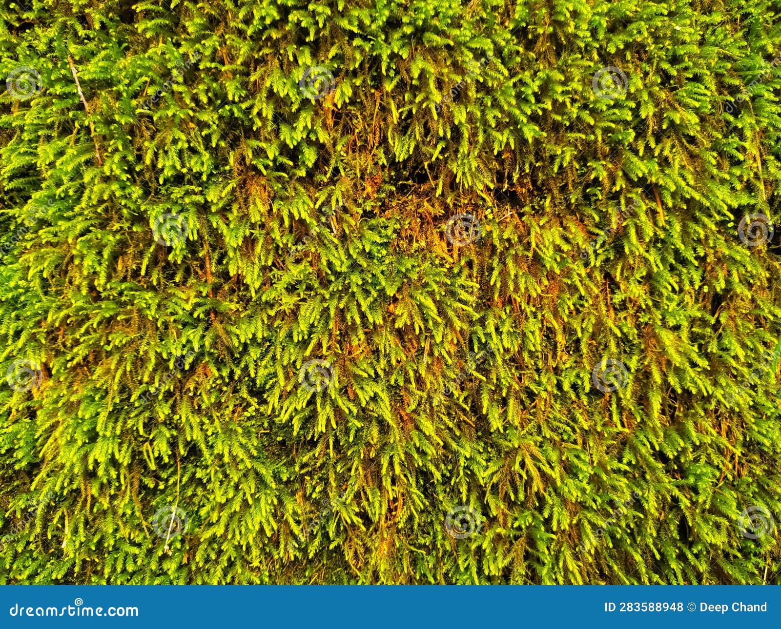 Green small grass texture stock photo. Image of spring - 283588948