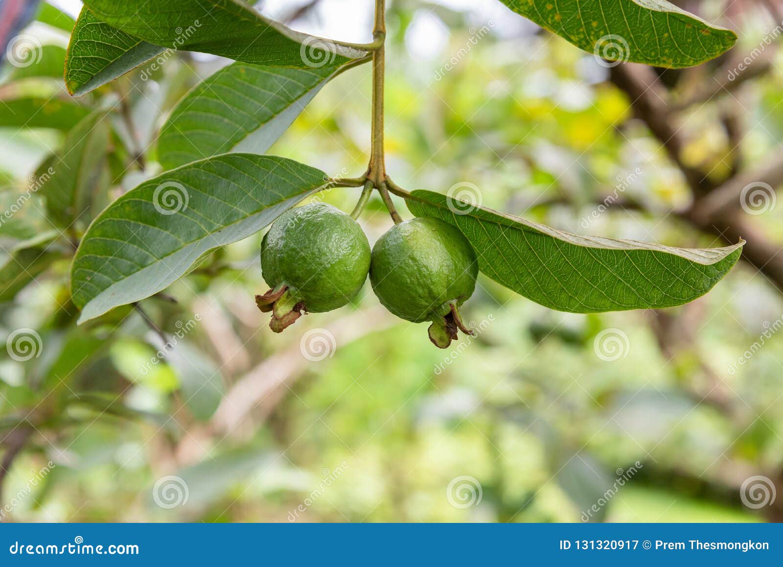 Green Small Guava Fruit on Tree and Green Leaf Stock Image - Image of ...