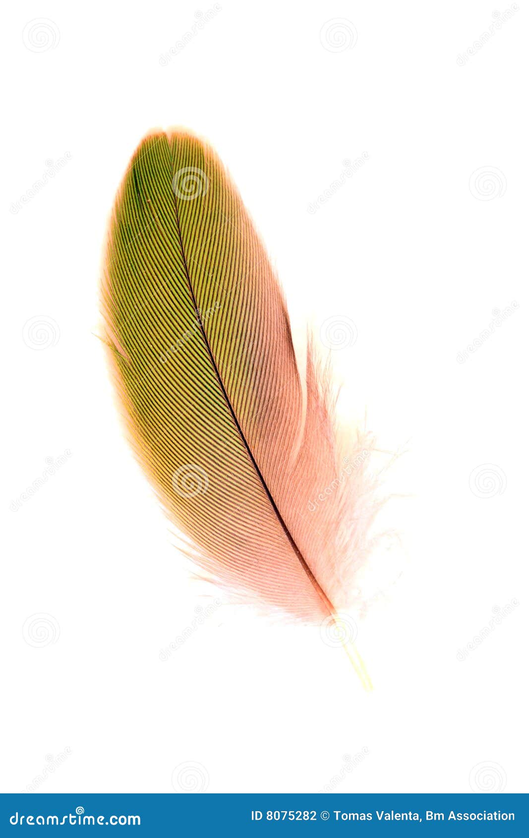 Green Small Isolated Feather Stock Photo - Image of soft, decoration ...