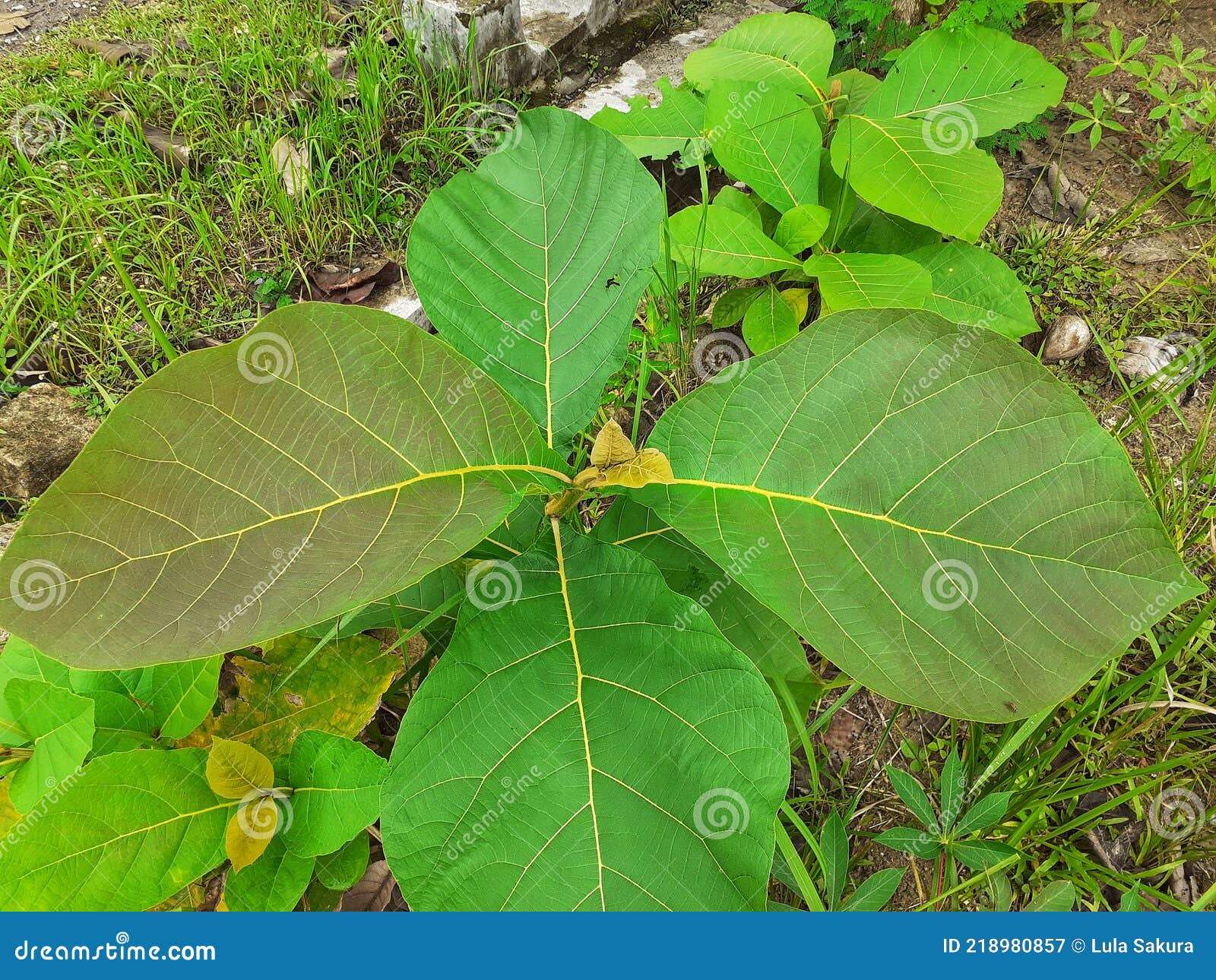Jati Tree Or Teak Tree And Green Leaves Royalty-Free Stock Photo ...