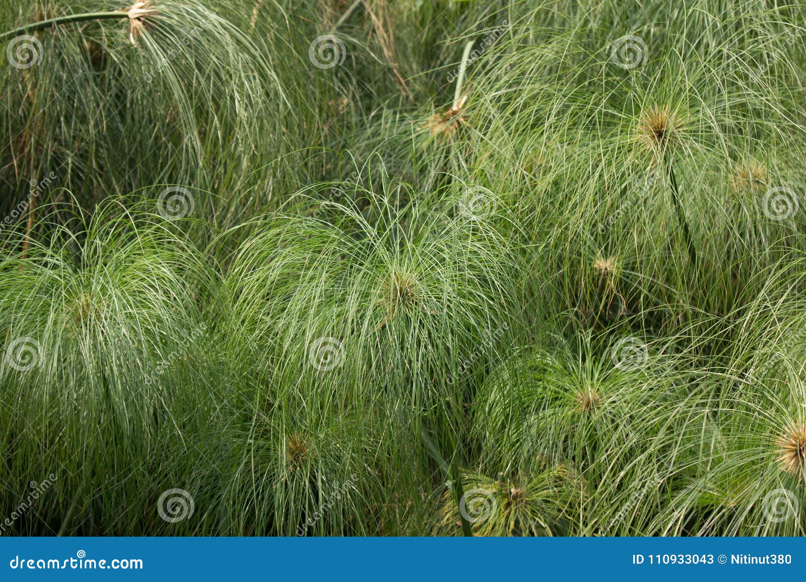 Green Small Leaf of Papyrus Tree. Stock Image - Image of flower ...