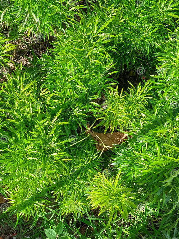 Green Small Leaf in Sunny Day with Great Texture Stock Image - Image of ...
