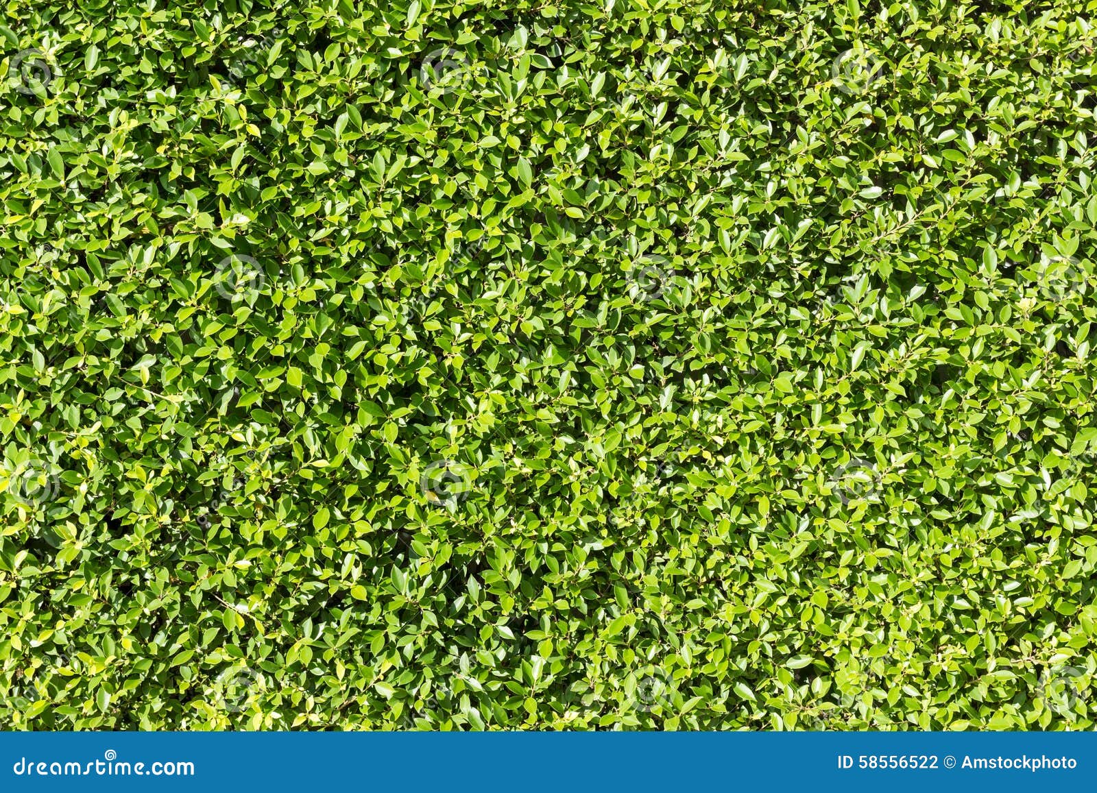 Green Small Leaves Background Stock Photo - Image of green, nobody ...