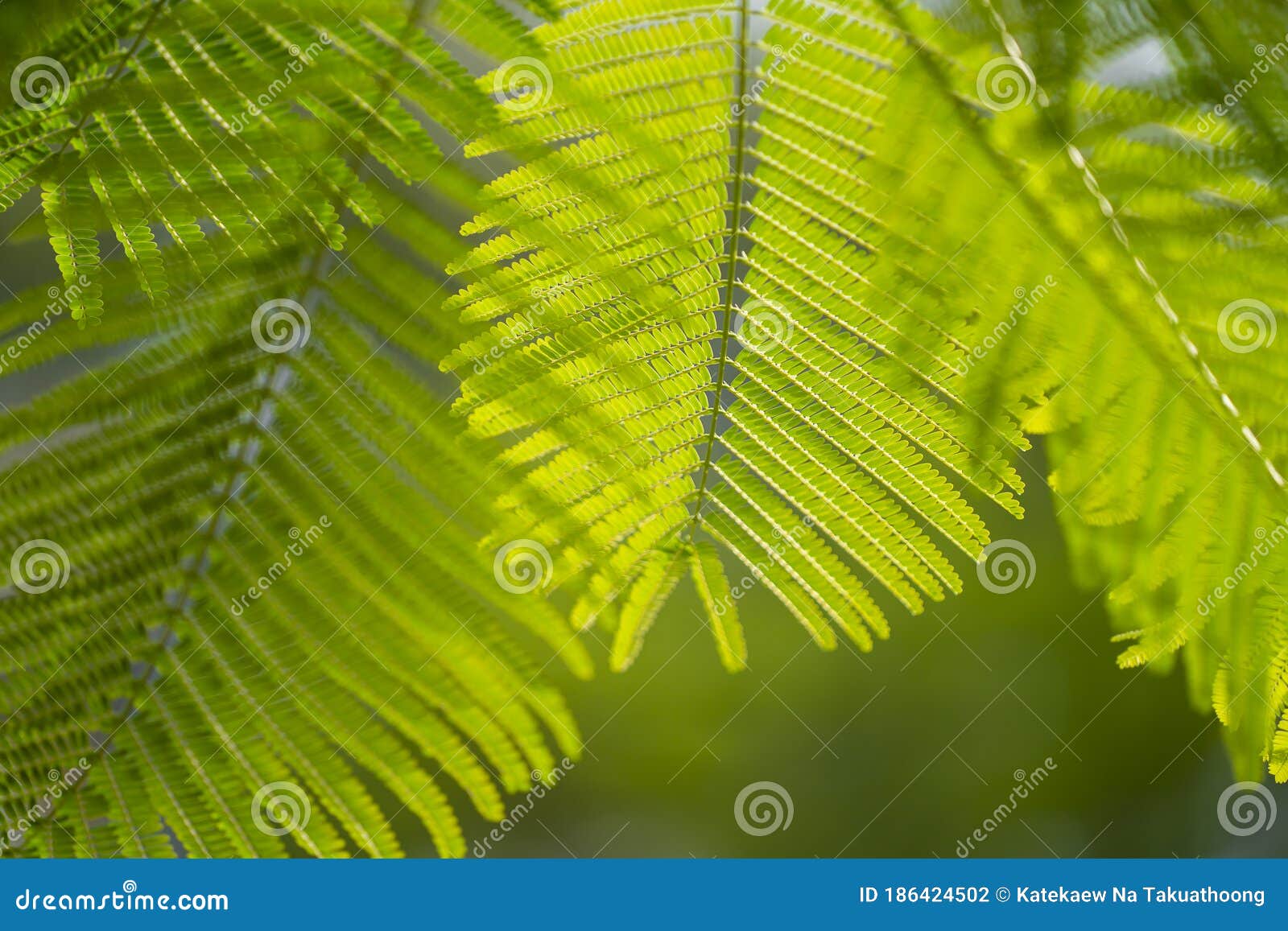 Leaves Of Flame Of Forest Palash Tesu Butea Monosperma Tree Royalty ...
