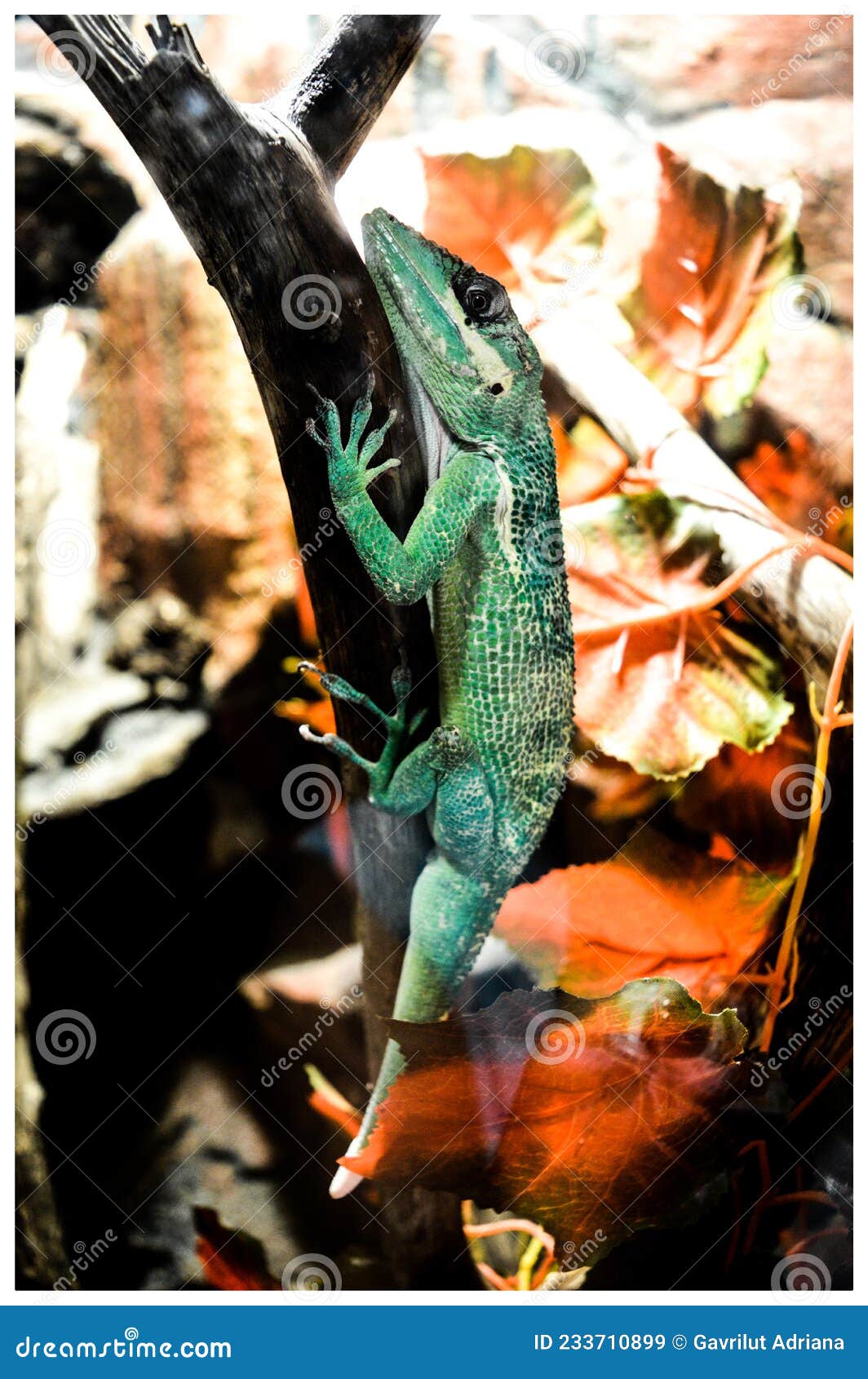 Green, Small Lizard Hanging on a Branch between Leaves Stock Image ...