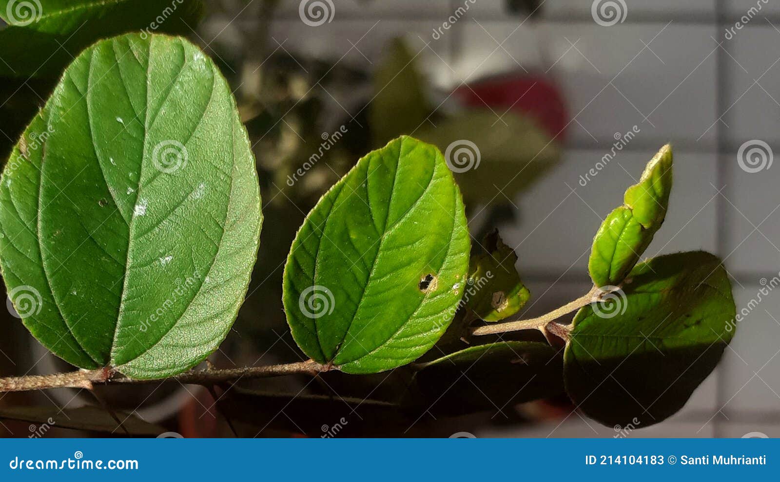 Green Small, Medium, and Big Leaf Stock Image - Image of nature, branch ...