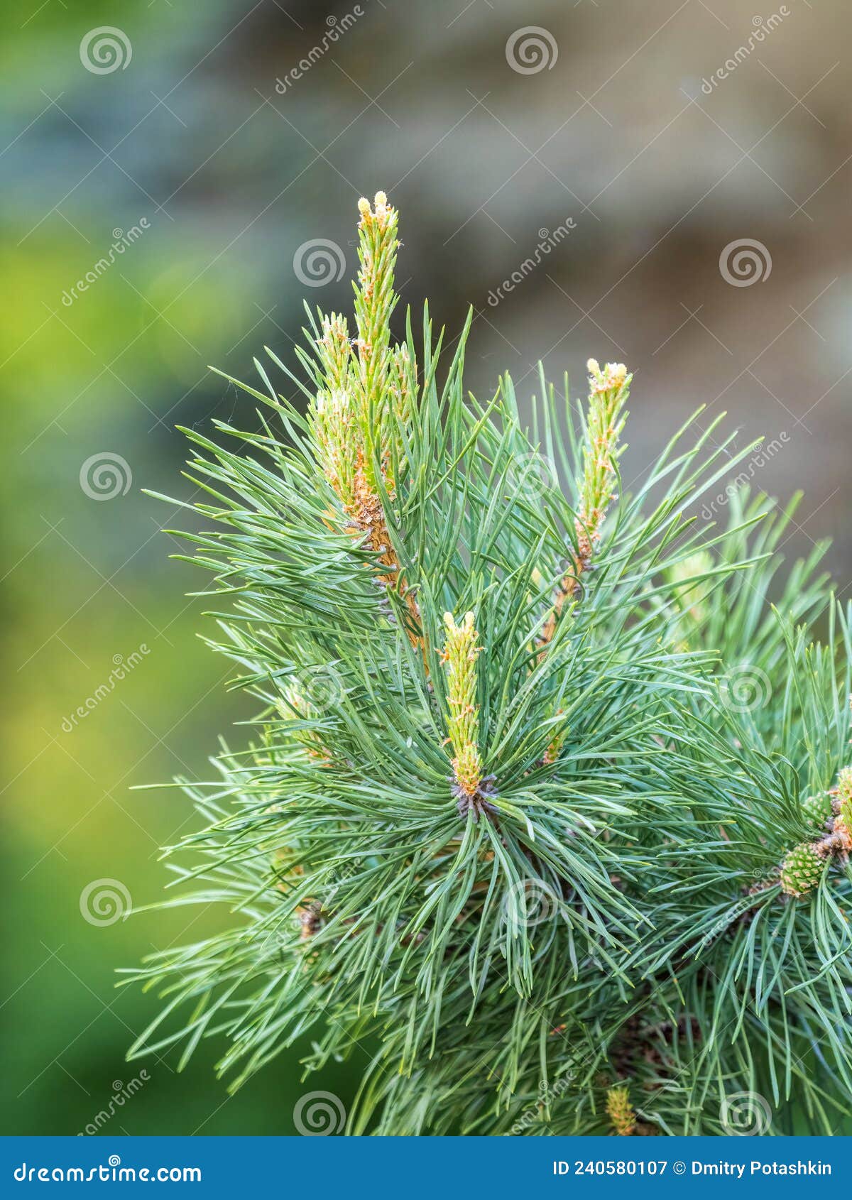 Green Small Pine Trees with Fresh Shoots in Spring or Summer Stock ...