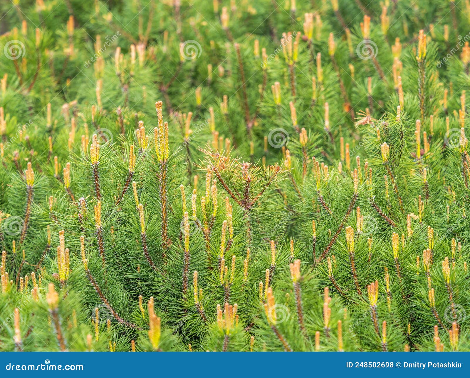 Green Small Pine Trees with Fresh Shoots in Spring or Summer Stock ...