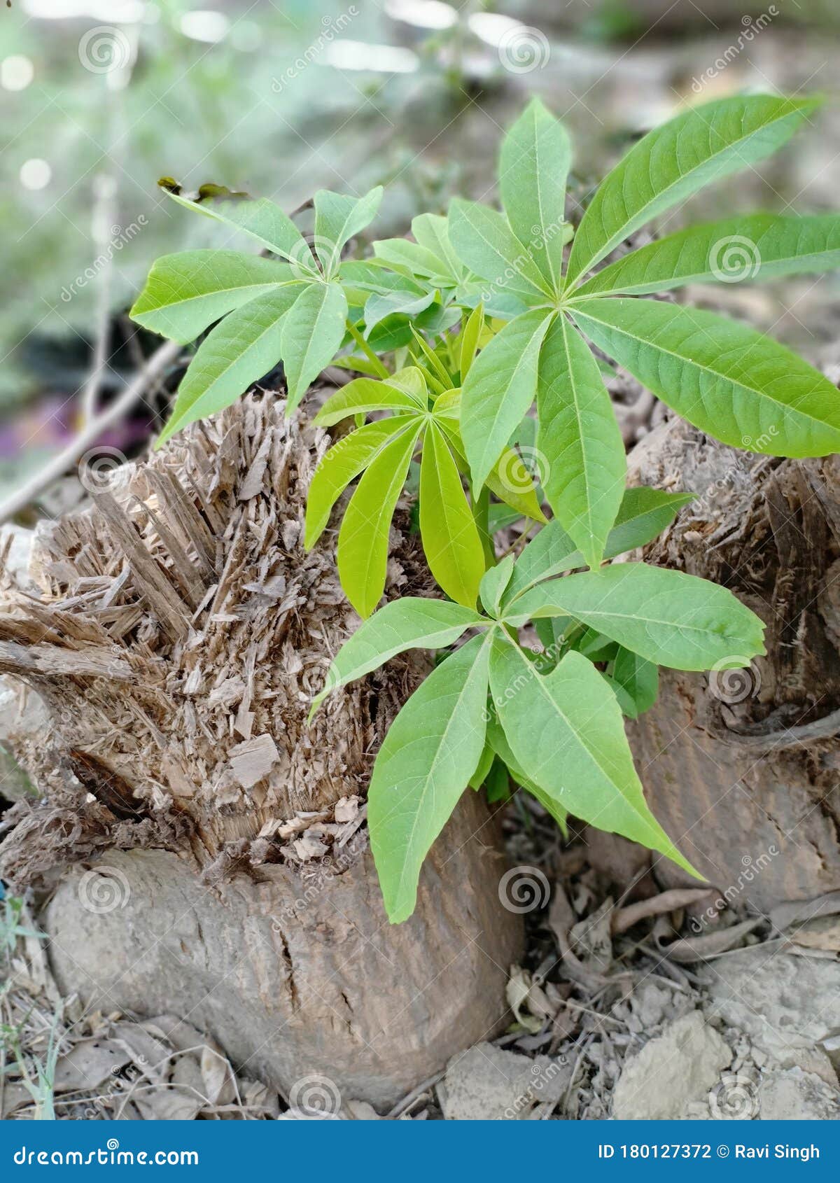 Green small plant stock photo. Image of evergreen, plant - 180127372