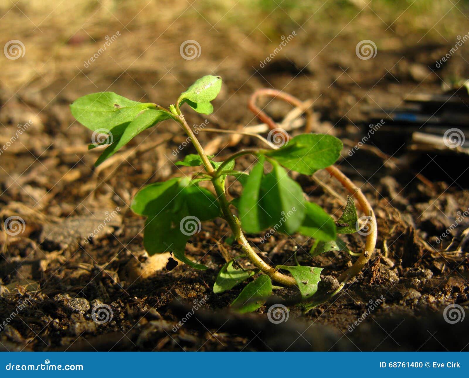 Green small plant stock photo. Image of leaves, ground - 68761400