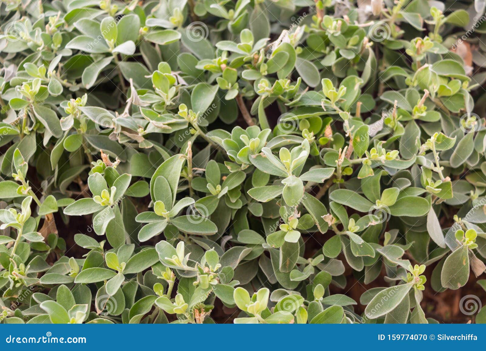 Green Small Leaves Texture for Nature Background. Stock Photo - Image ...
