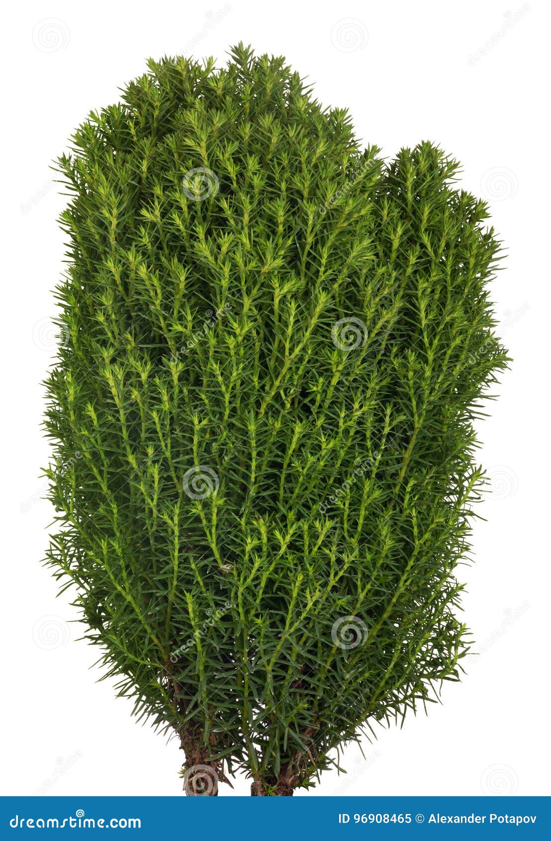 Small Thuja, Evergreen Tree Covered With Heavy Snow. Winter Care Of ...